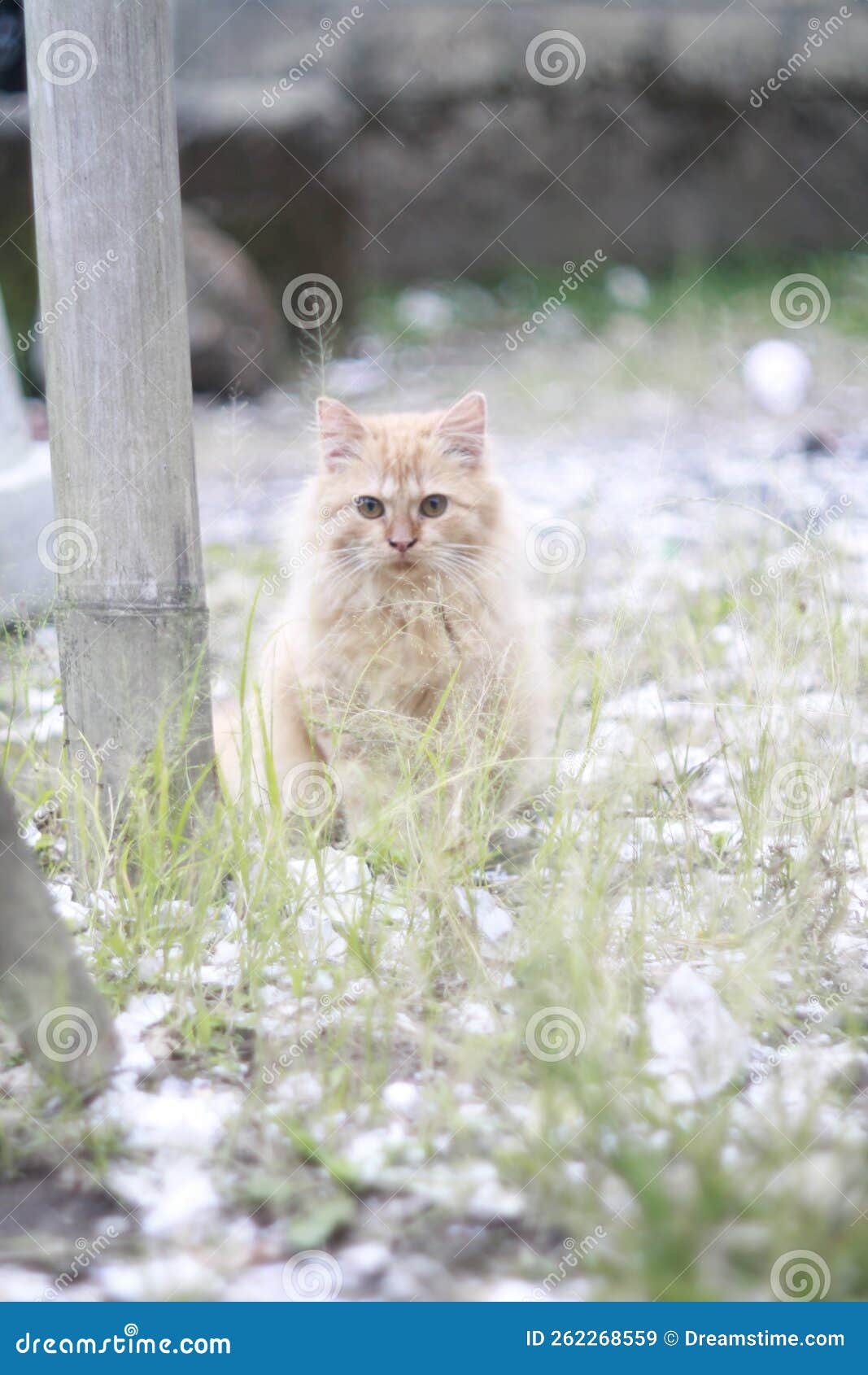 Happiness is Simple, when You Feel Enough that is Happy Stock Image ...