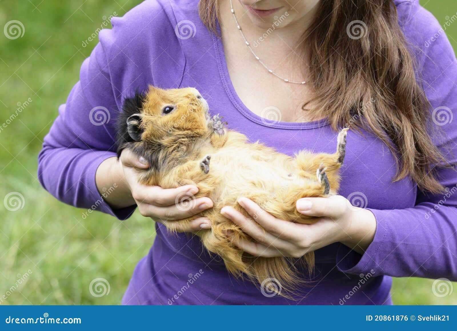 Happy Abyssinian Guinea Pig Stock Photo - Image of breed, mammal: 20861876