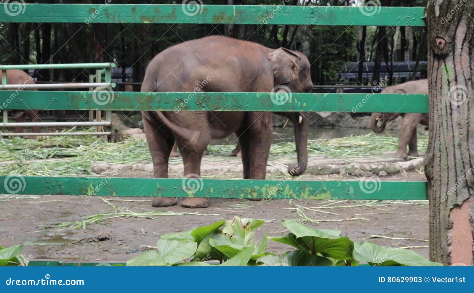 Happy Adorable Indonesia Elephant in Compound Cage Stock Video - Video ...