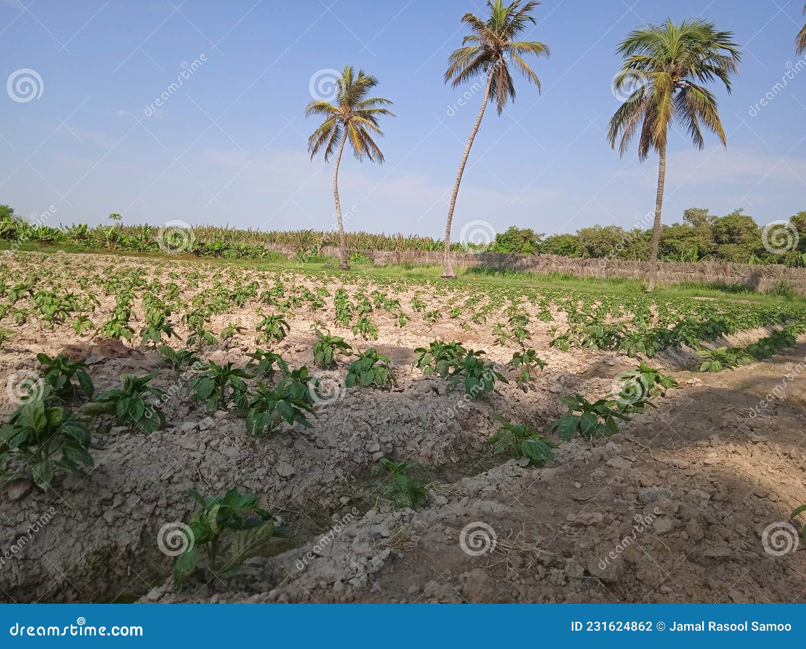 Happy Agriculture Farming Field Greenery Stock Photo - Image of ...
