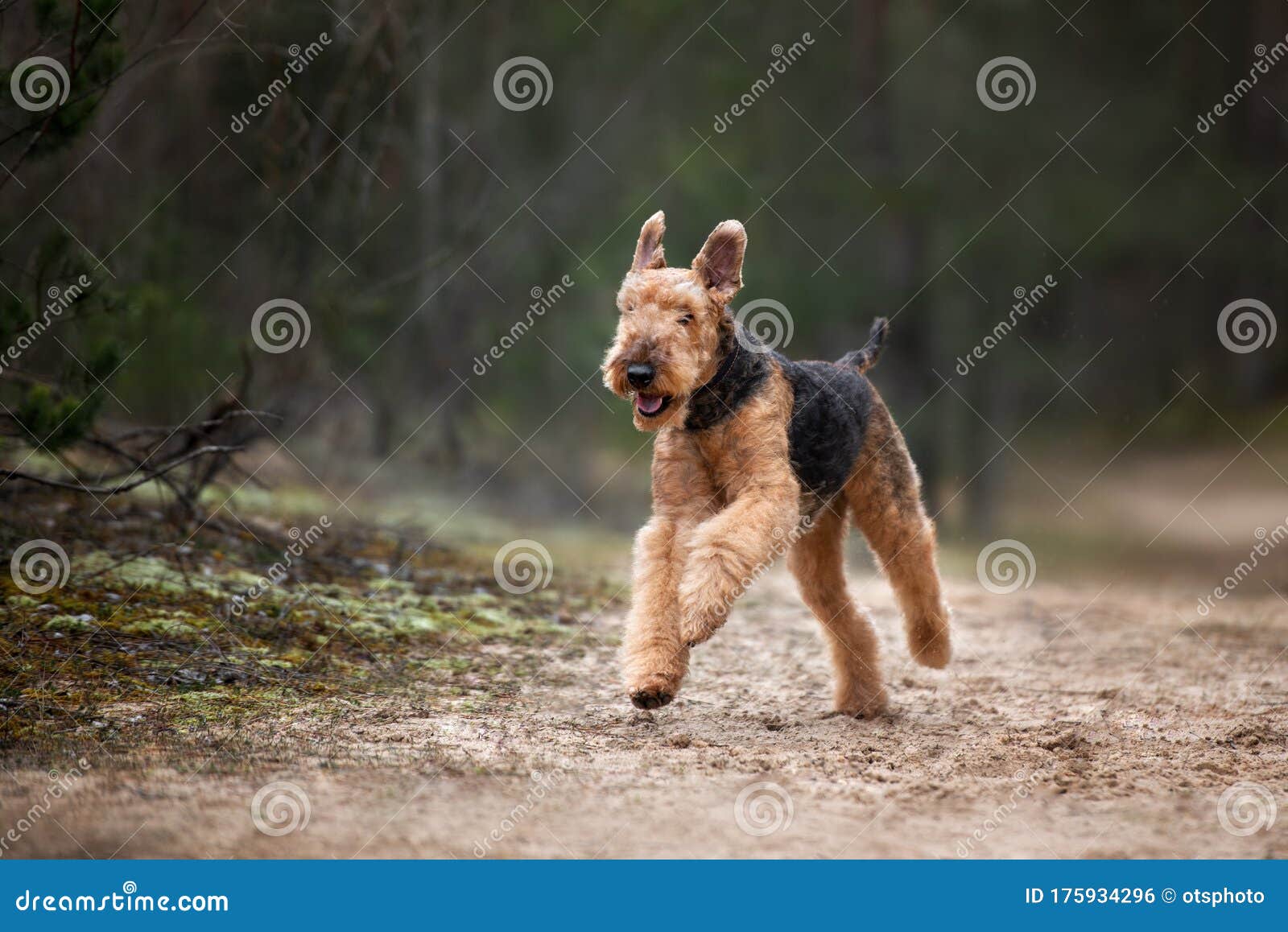 Happy Airedale Terrier Dog Running in the Forest Stock Photo - Image of ...