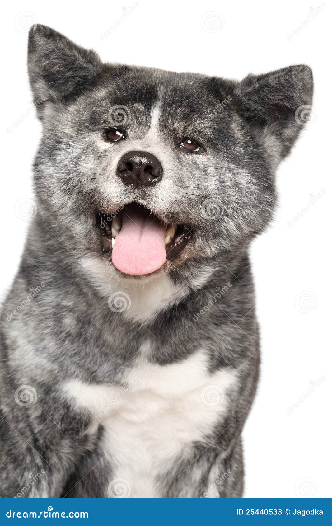 4,614 Happy Akita Inu Dog Stock Photos - Free & Royalty-Free Stock ...