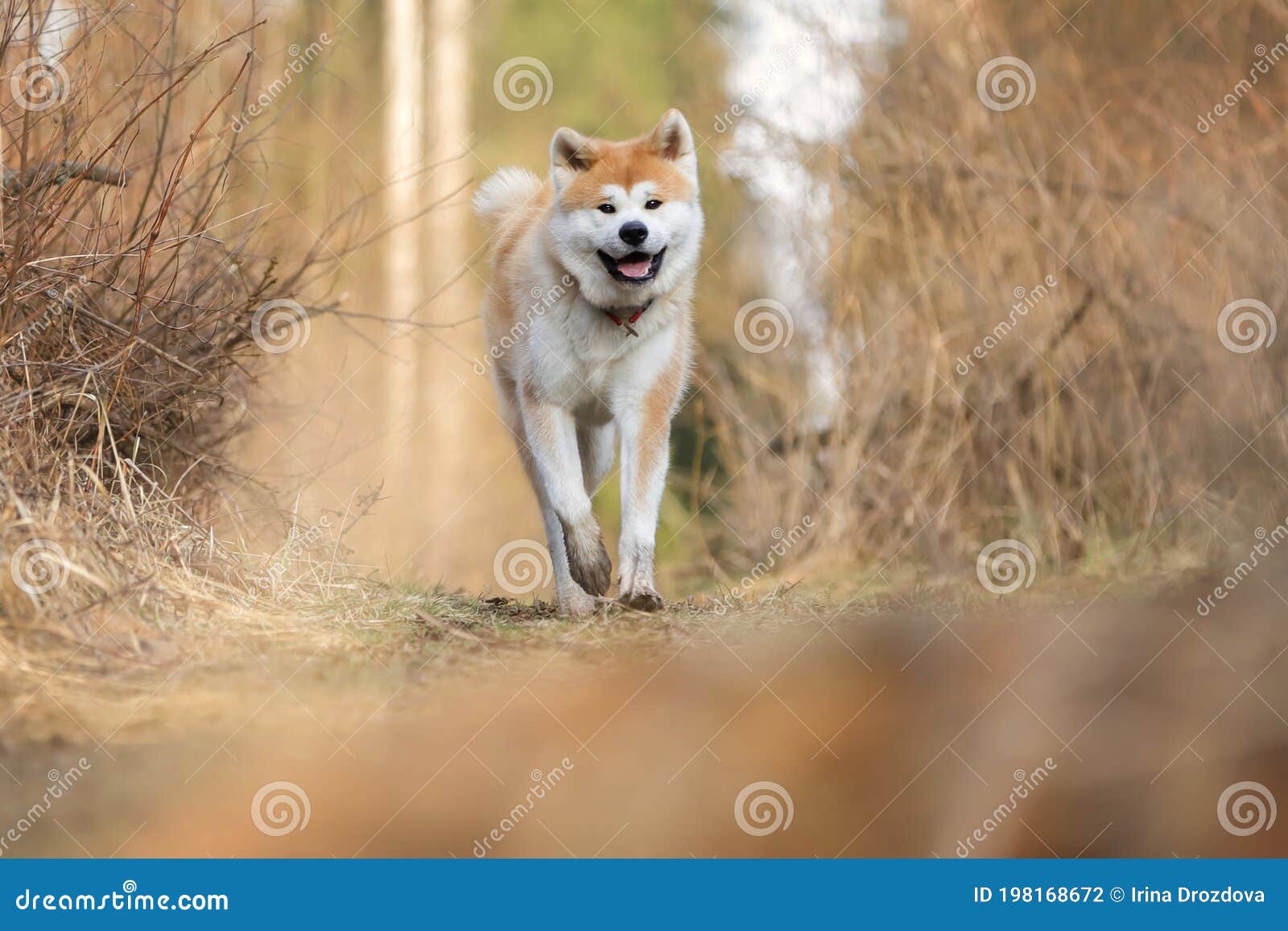 Happy Akita Runs through the Forest Stock Photo - Image of lake, field ...