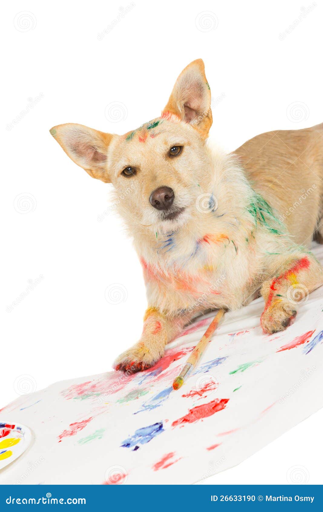 Happy alert dog artist stock photo. Image of messy, jack - 26633190