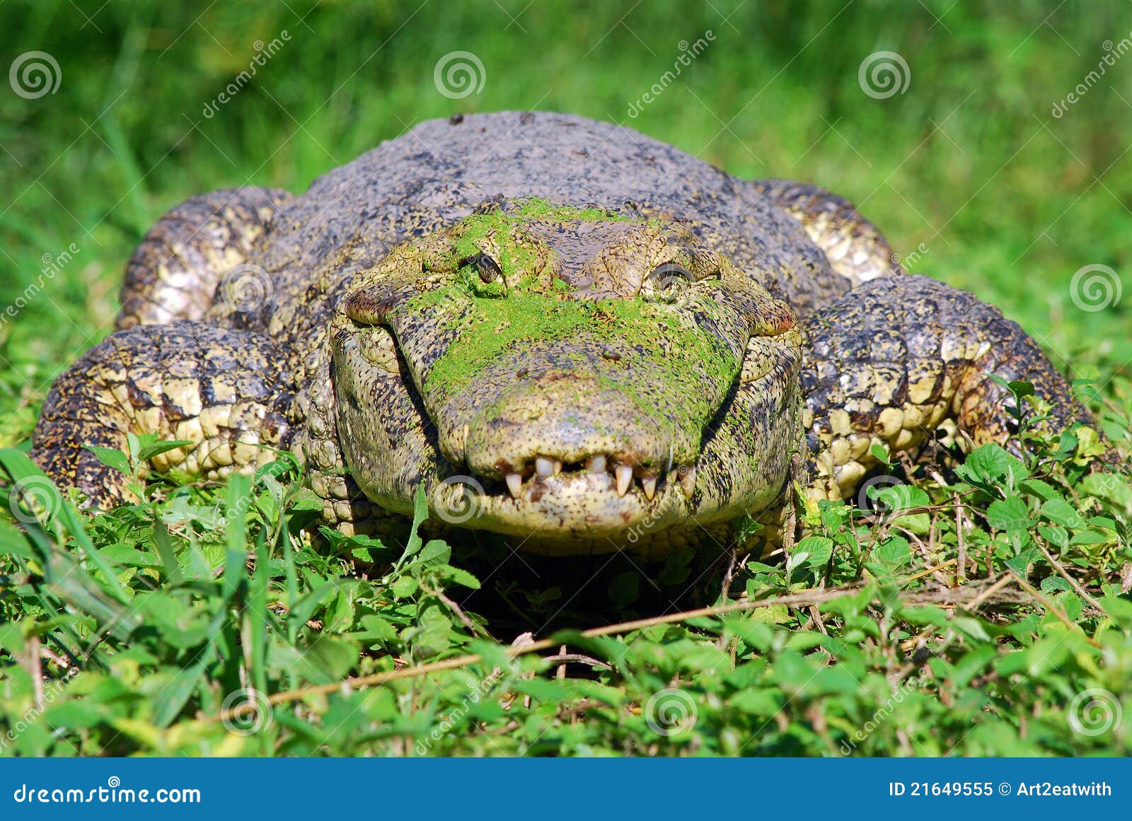 The happy alligator stock image. Image of vegetation - 21649555