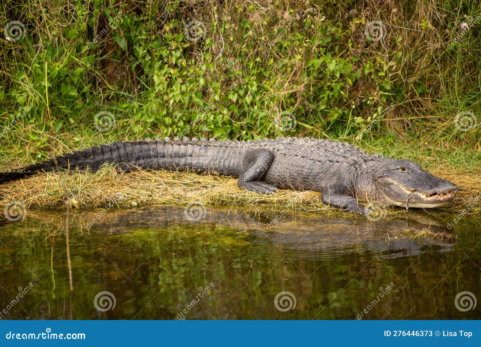 Happy Alligator on Land stock image. Image of water - 276446373