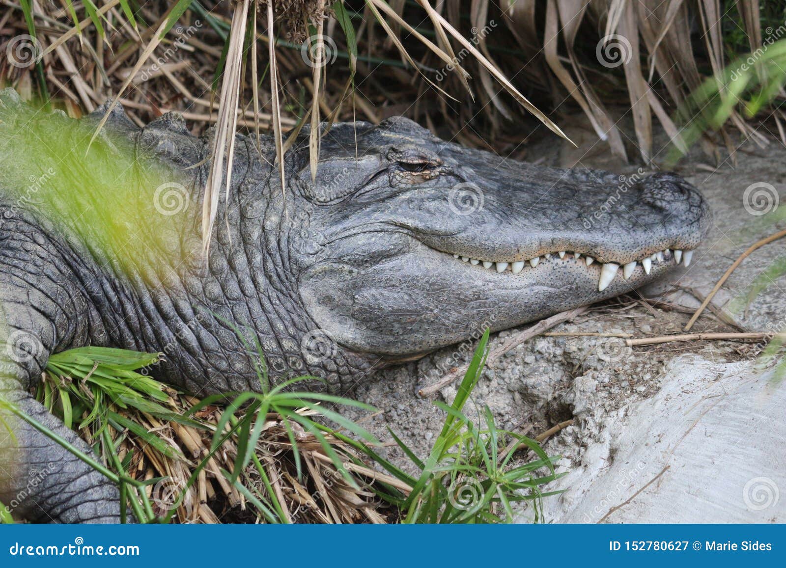 A happy alligator smiling stock image. Image of alligator - 152780627