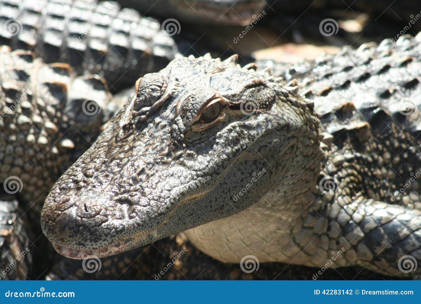 Happy alligator stock photo. Image of abstract, beauty - 42283142