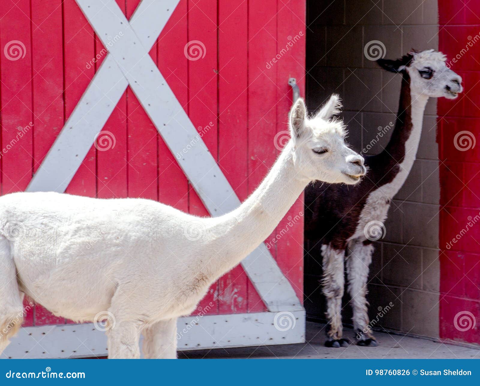 Happy alpacas stock photo. Image of farm, mammal, cute - 98760826