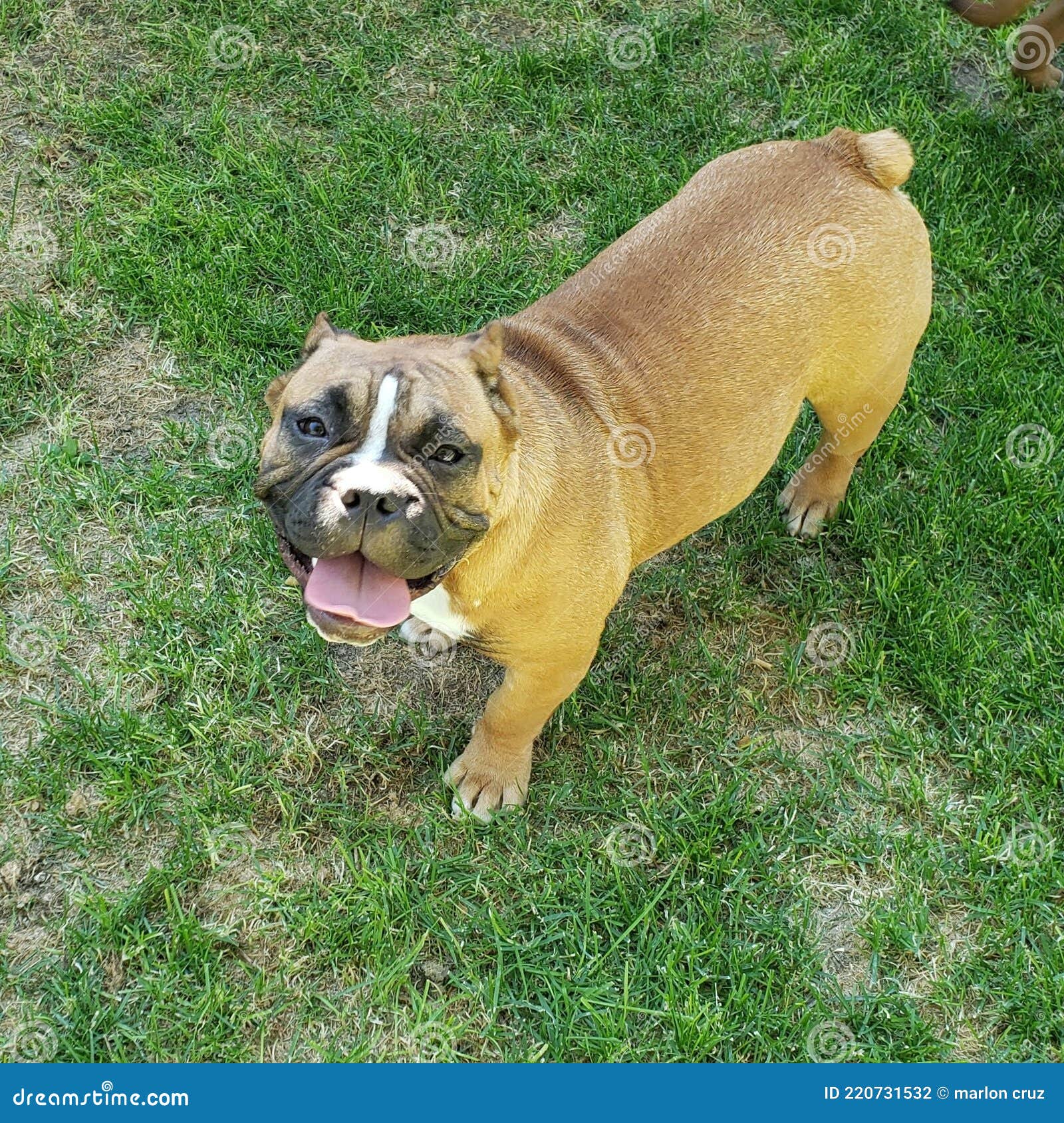 Happy American bully dog stock photo. Image of bully - 220731532