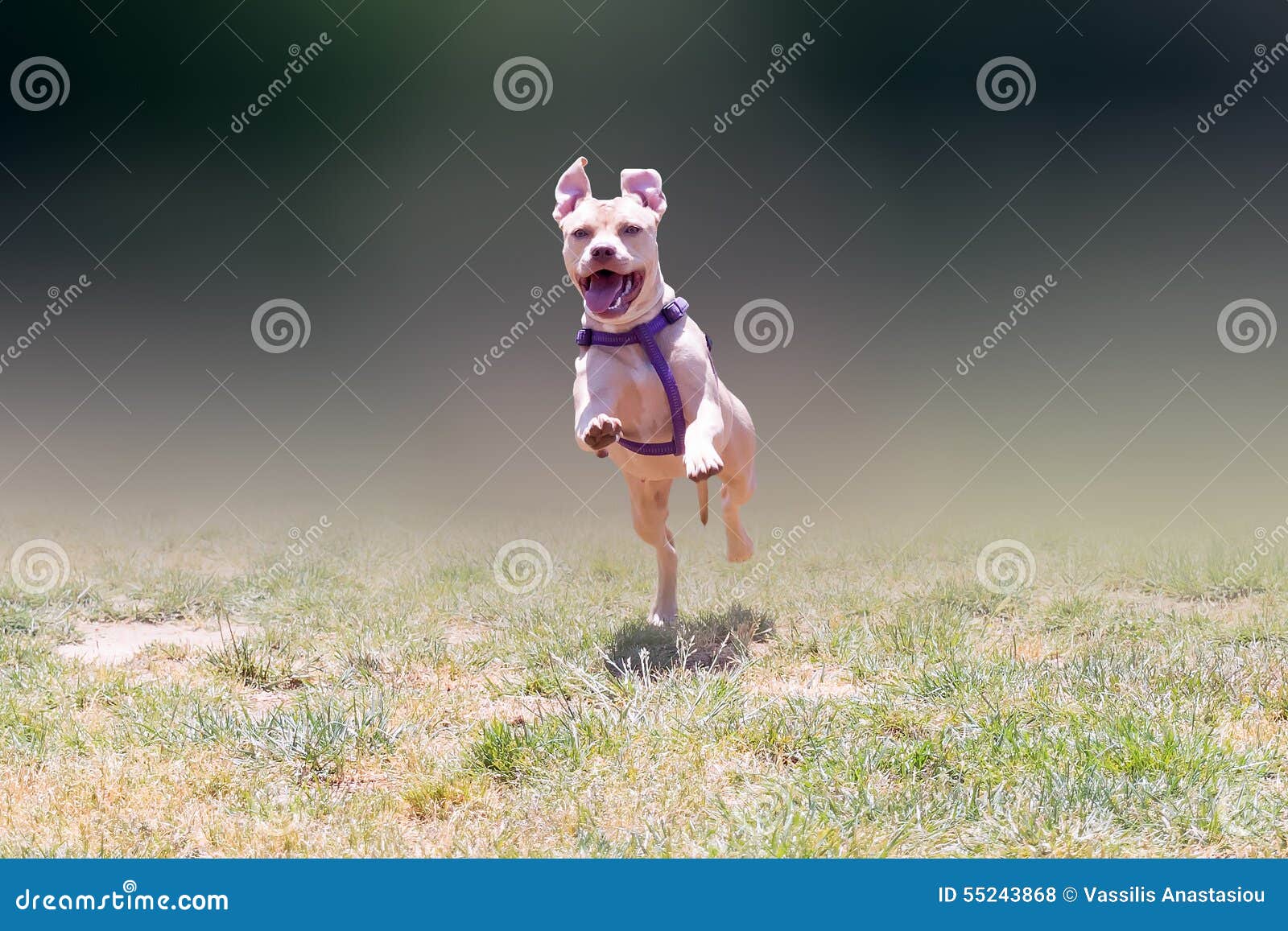 Happy American Pit Bull Terrier Running. Stock Photo - Image of ...