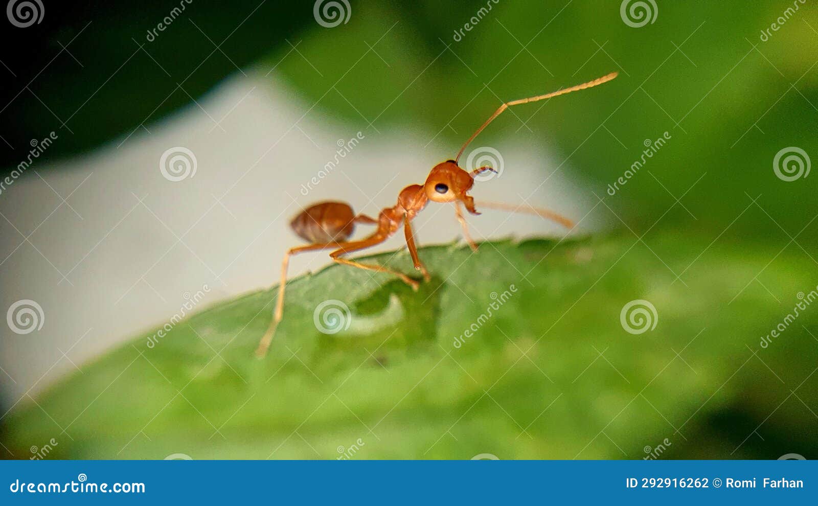 Happy ant on the leaf stock photo. Image of life, nature - 292916262