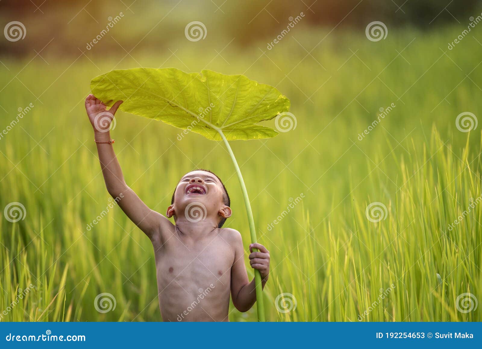 Happy Asian Boy is Playing with Rice Fields Stock Image - Image of cute ...