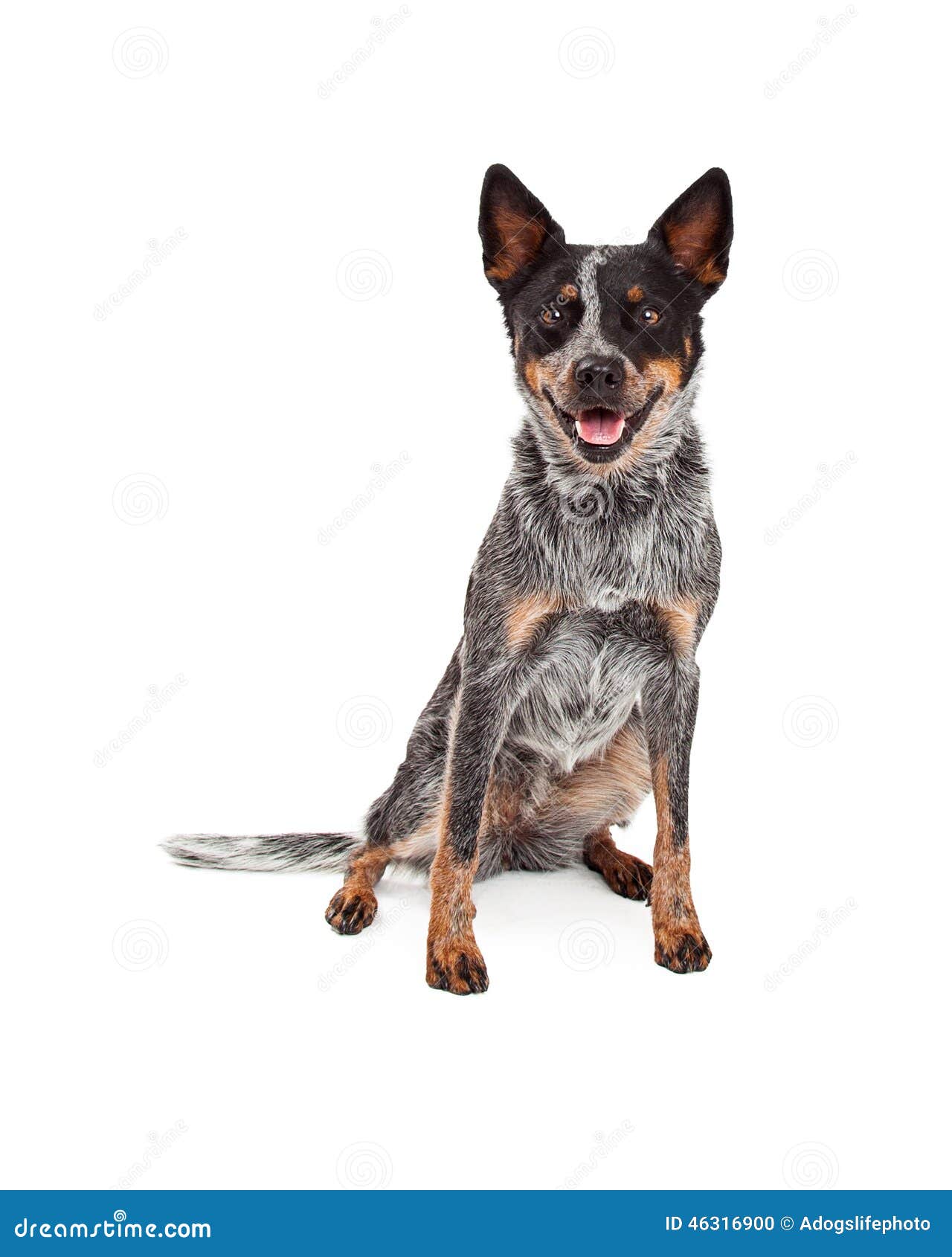 Happy Australian Cattle Dog Sitting Stock Photo - Image of animal ...