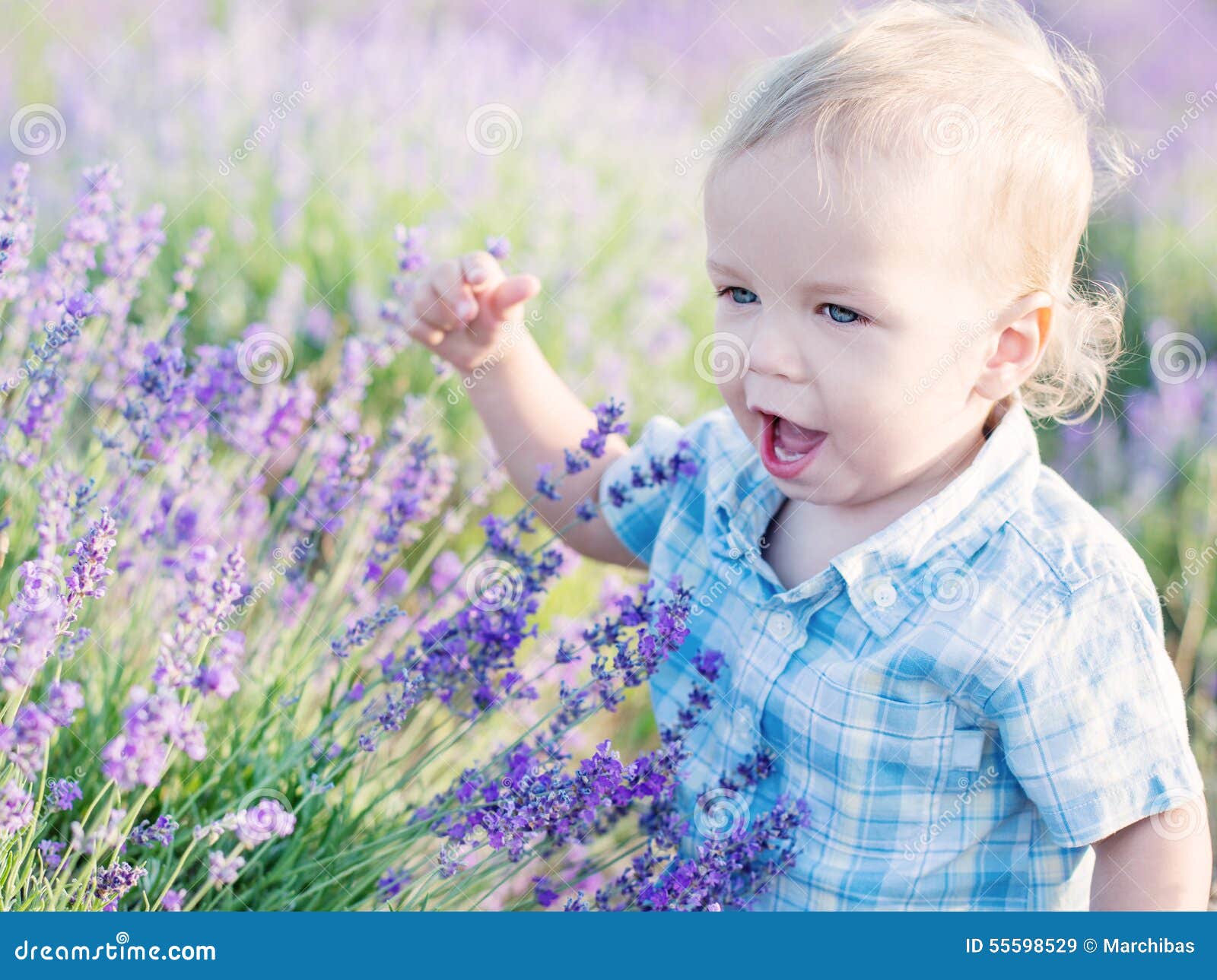 Happy baby boy in lavender stock image. Image of harvest - 55598529