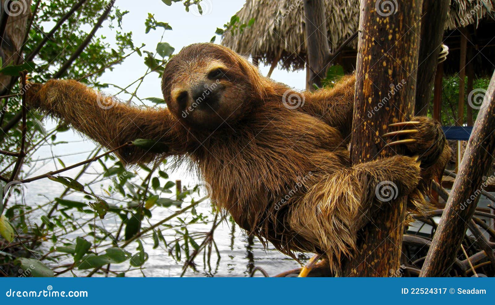 Happy baby sloth stock image. Image of throated, rica - 22524317