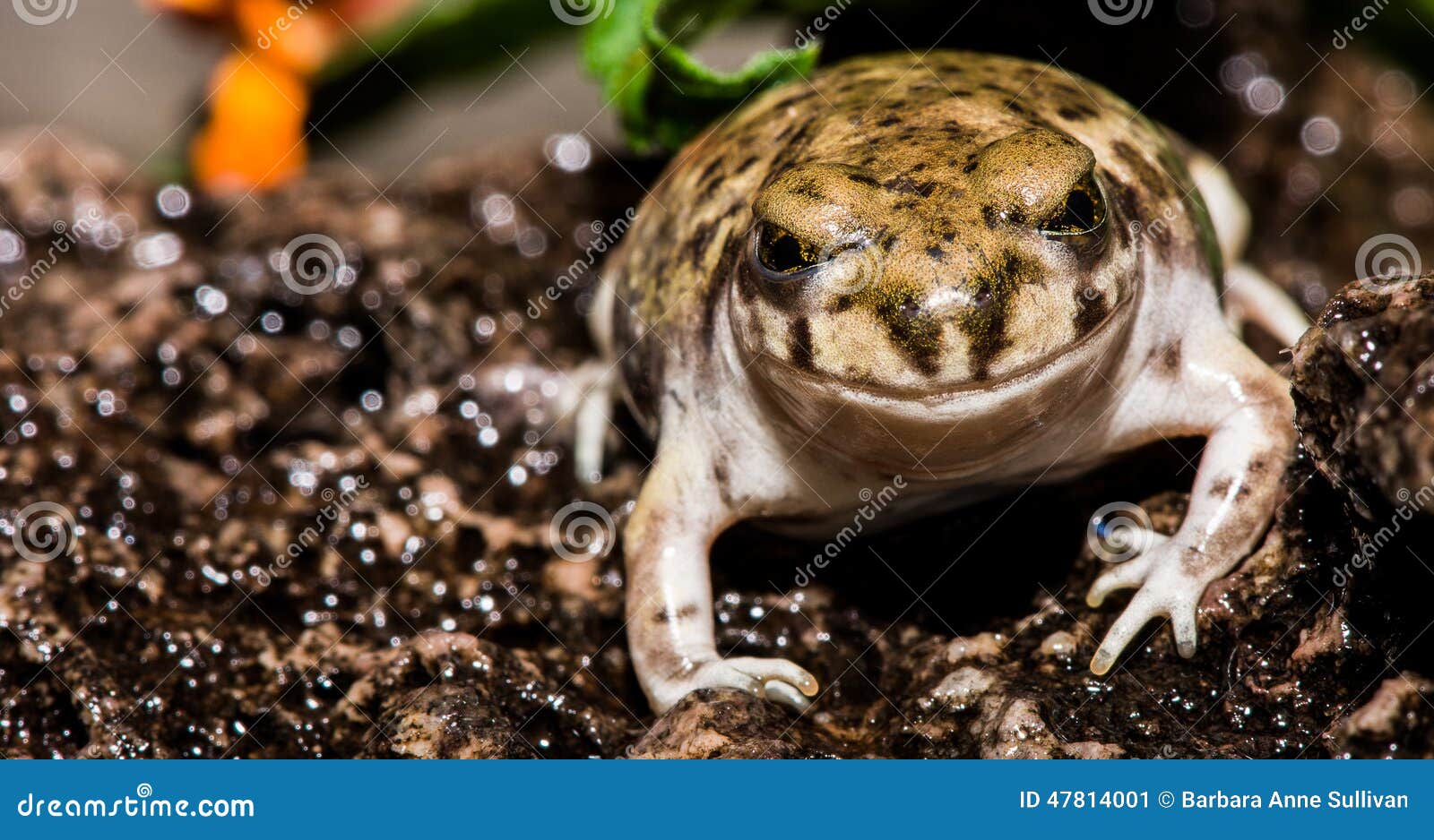 Happy Backyard Toad stock image. Image of close, toad - 47814001