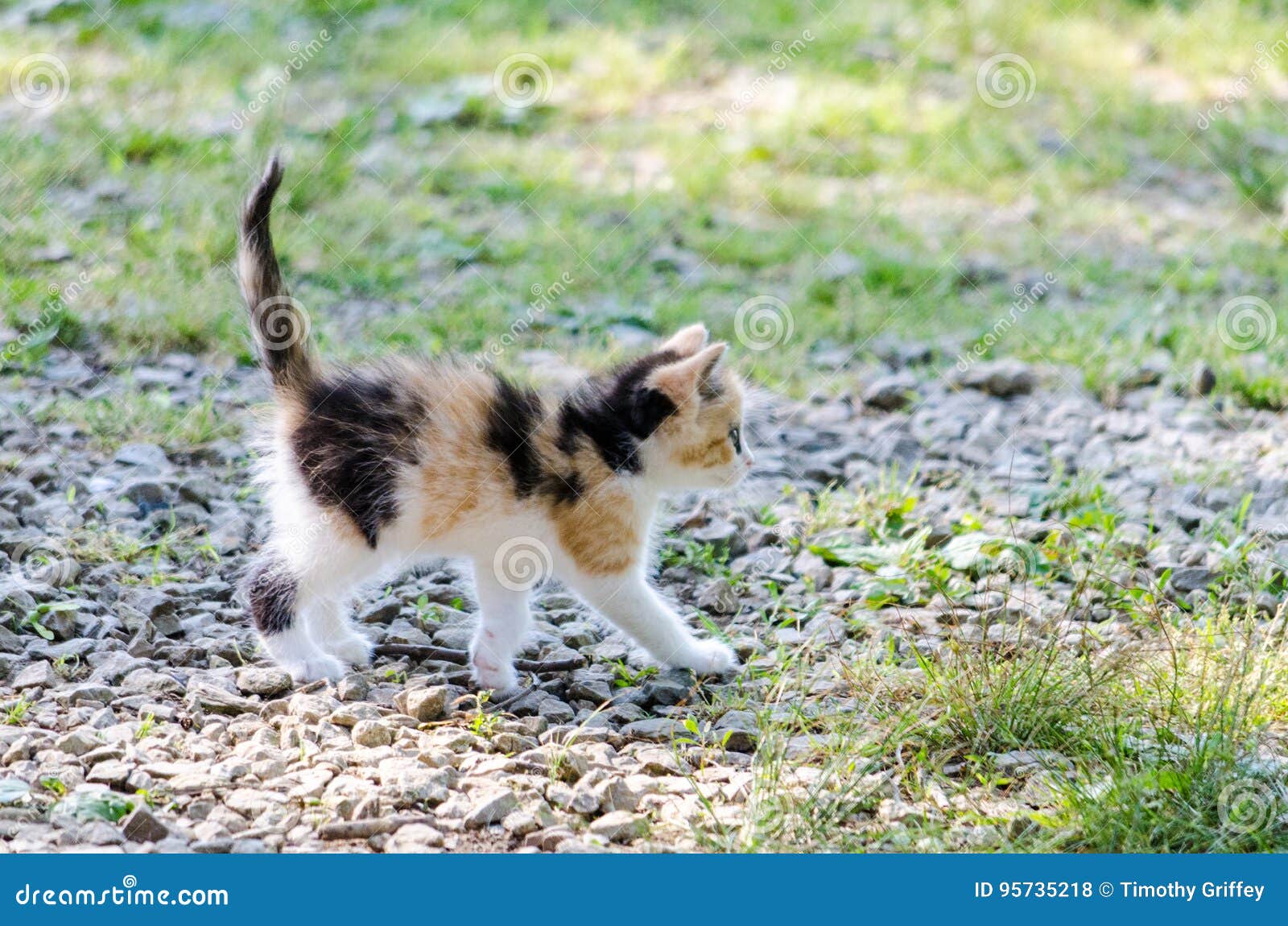 Happy barn kitten stock photo. Image of animal, feline - 95735218