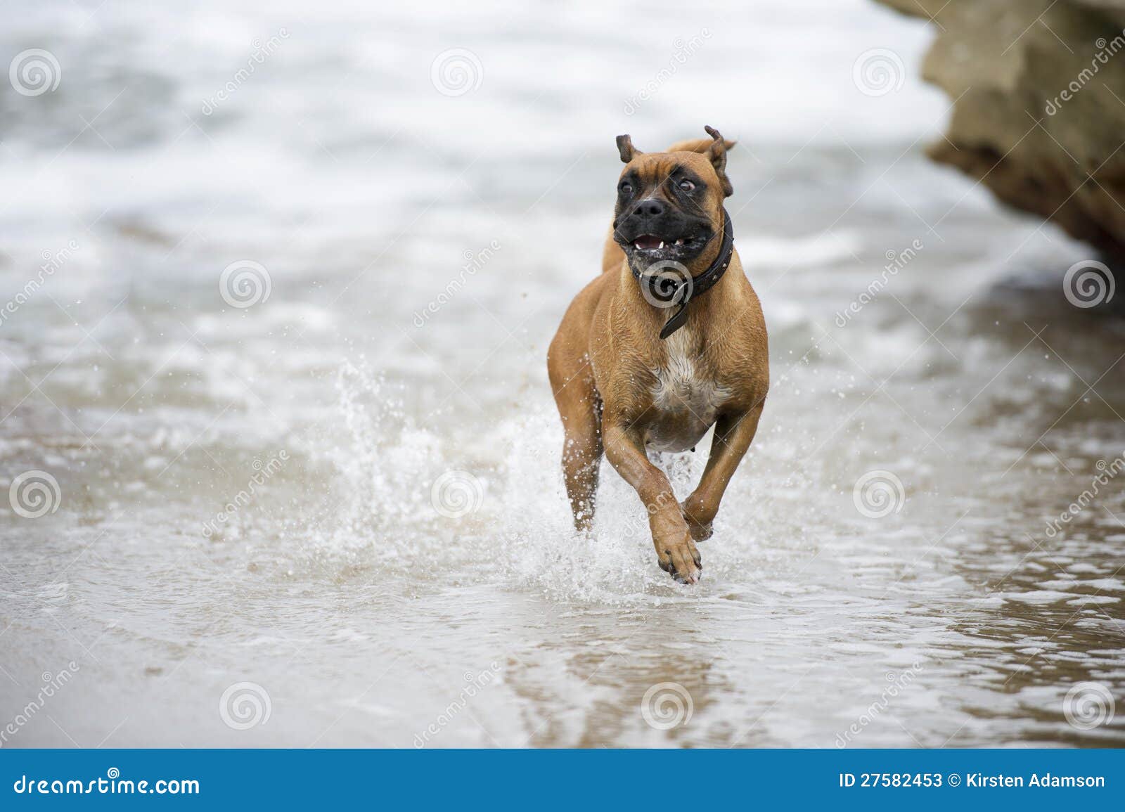 Happy beach boxer stock image. Image of friend, breed - 27582453