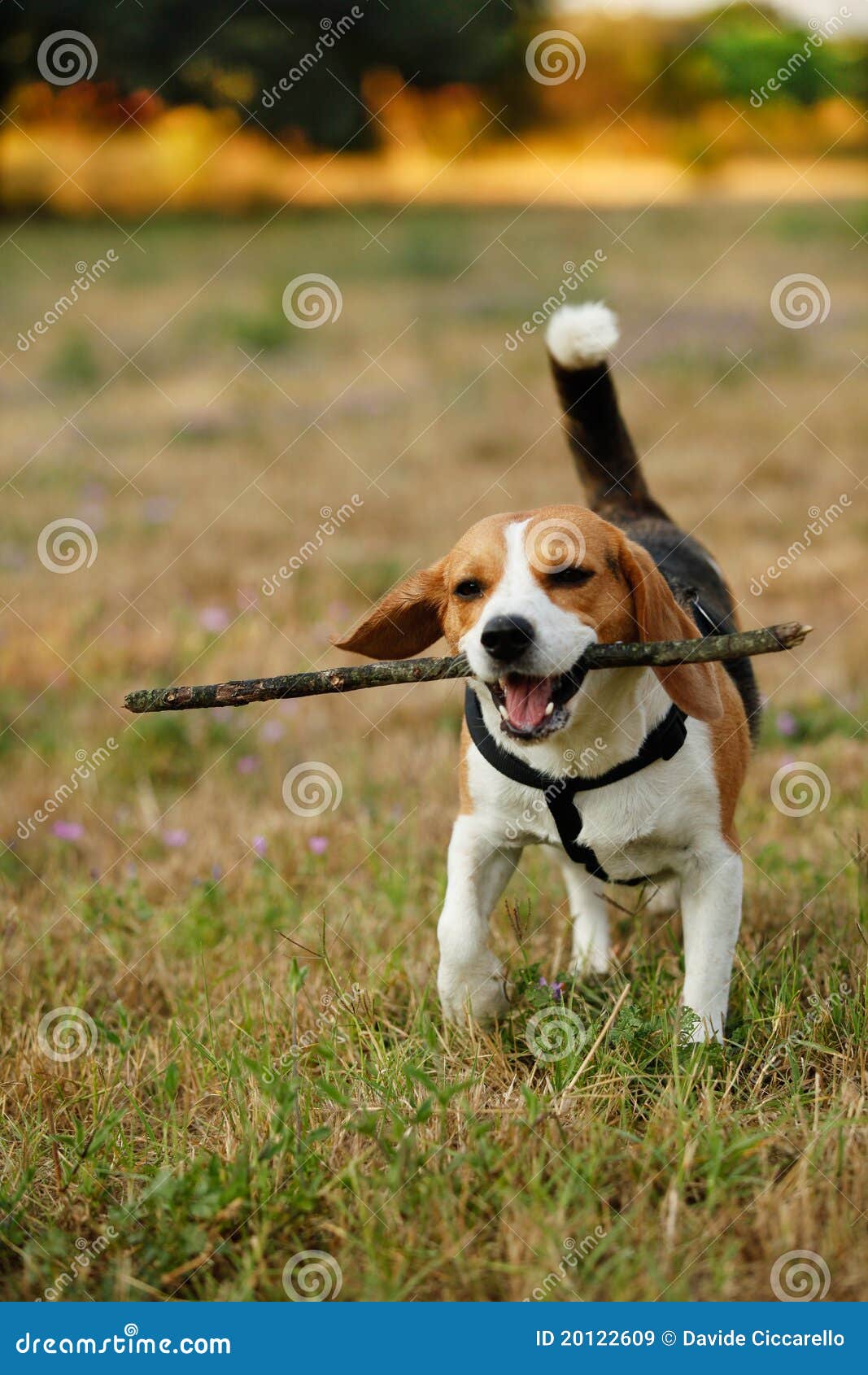 Happy Beagle Royalty-Free Stock Photography | CartoonDealer.com #175097309