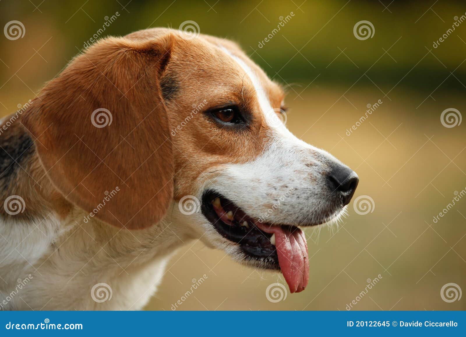 Happy Beagle Royalty-Free Stock Photography | CartoonDealer.com #175097309