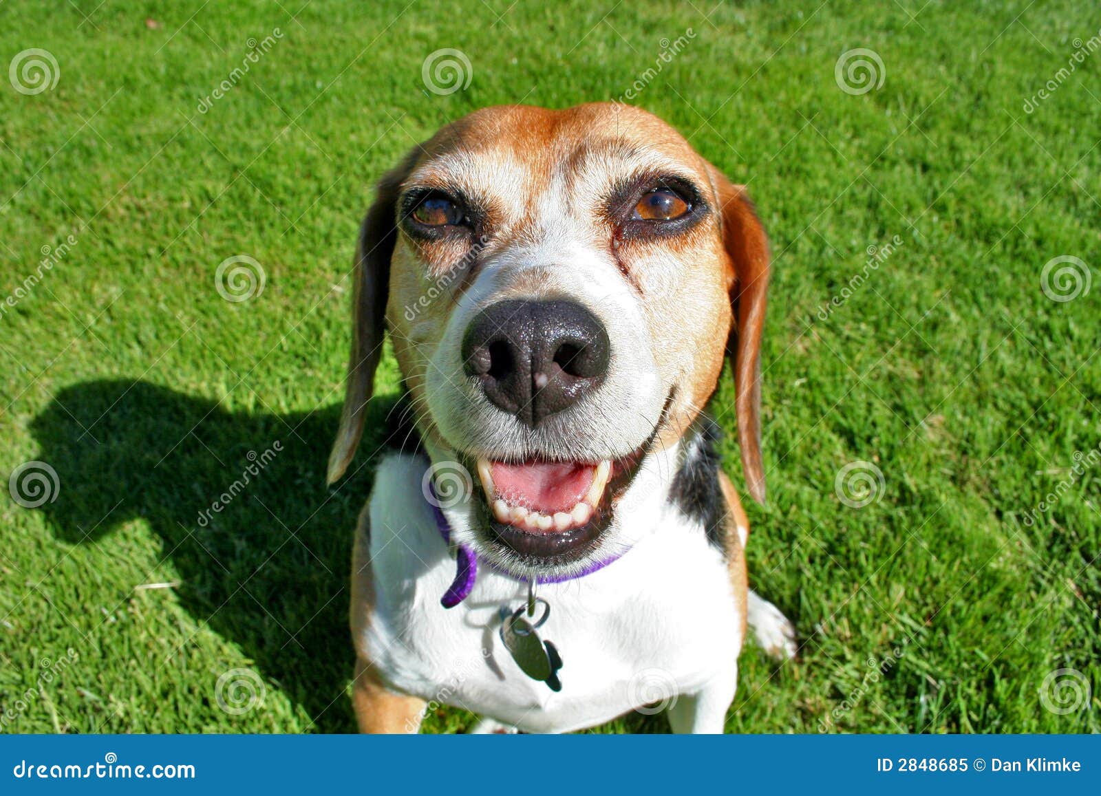 Happy Beagle stock image. Image of grass, pooch, buddy - 2848685