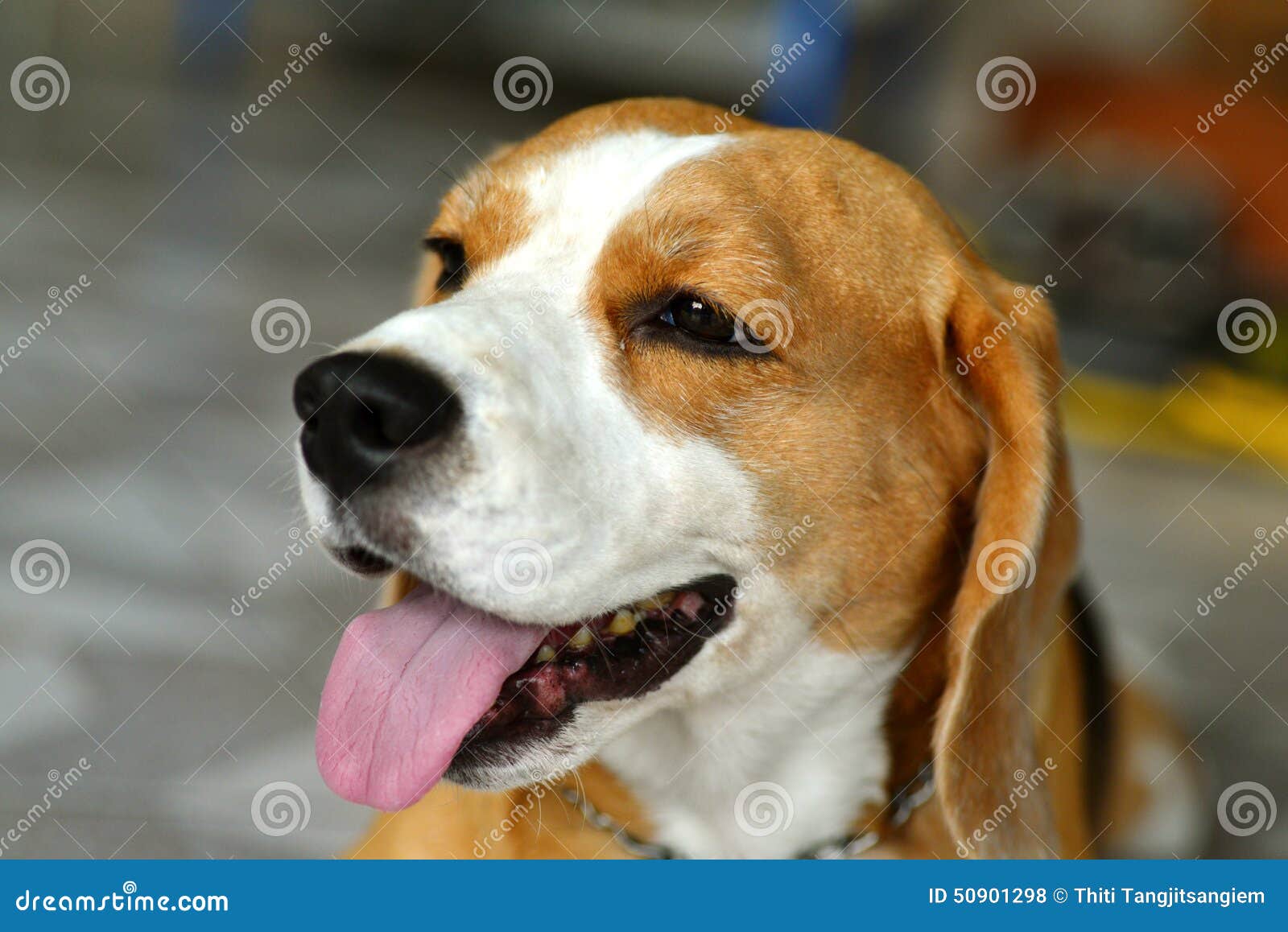 Happy Beagle Royalty-Free Stock Photography | CartoonDealer.com #2848685