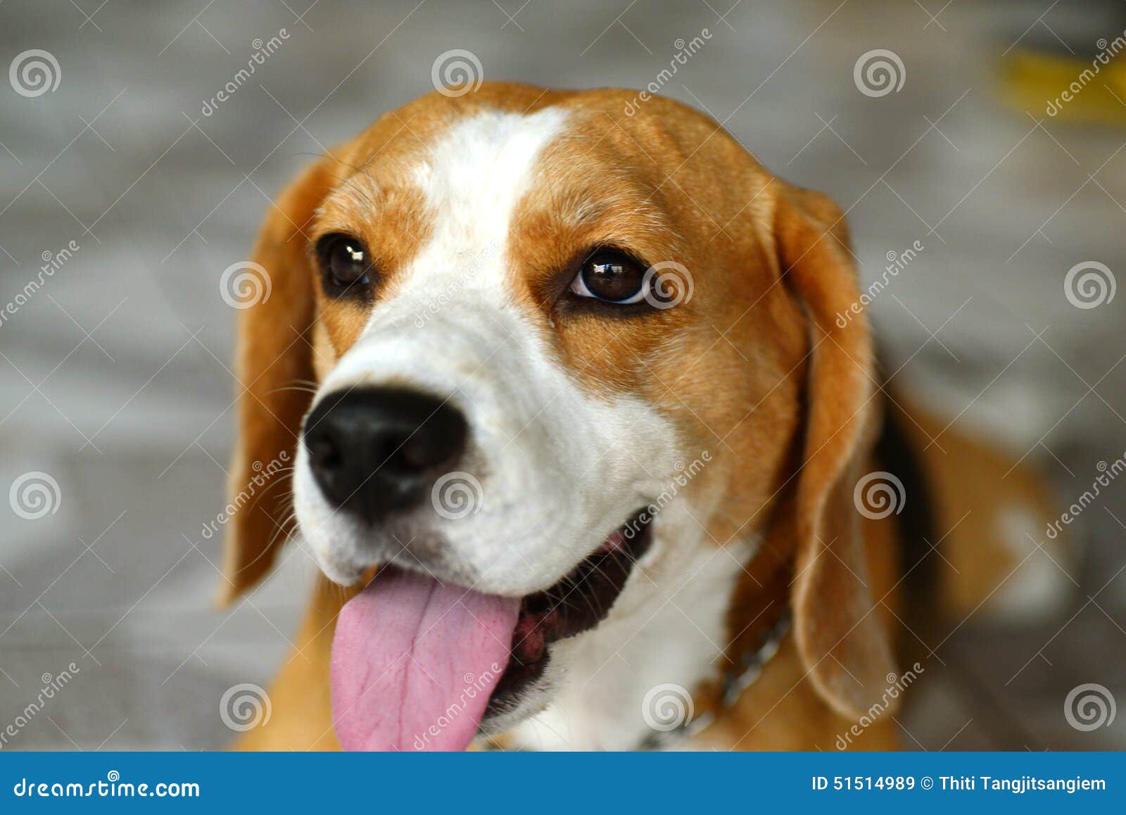 Happy beagle stock image. Image of laughter, child, doggy - 51514989