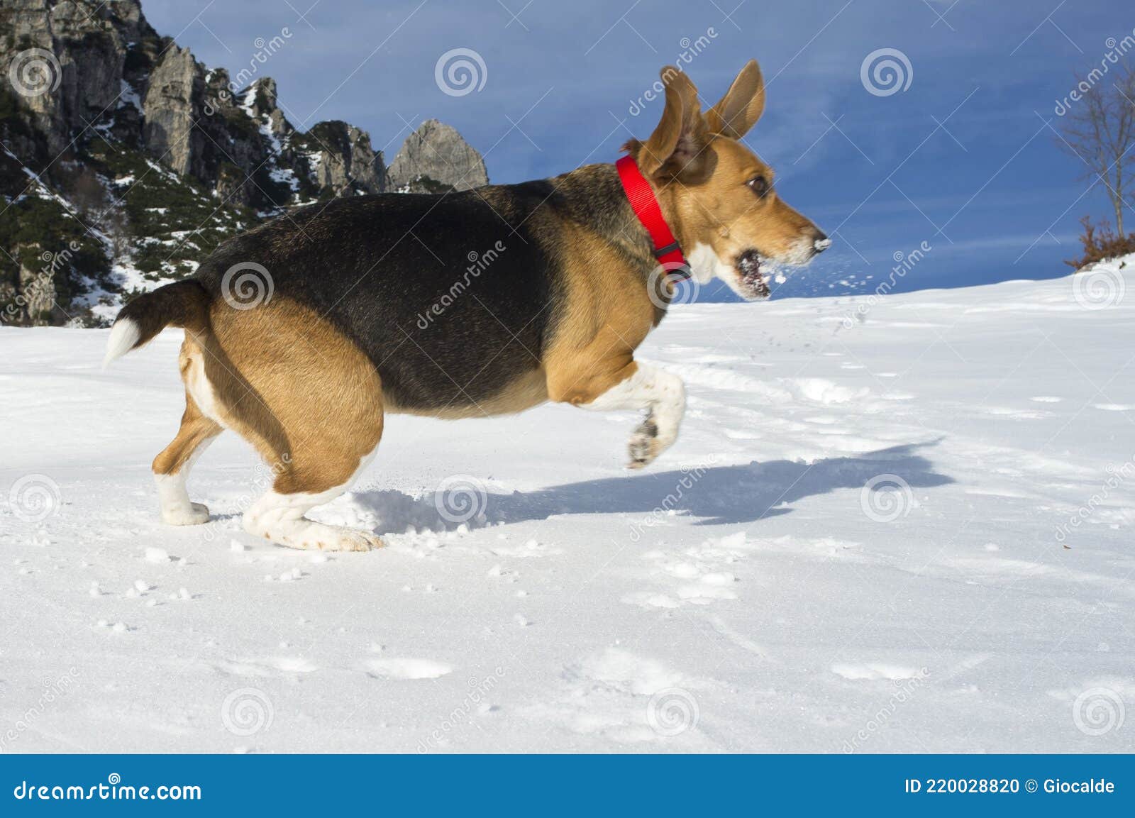 Happy dog in the snow stock photo. Image of nature, cute - 220028820