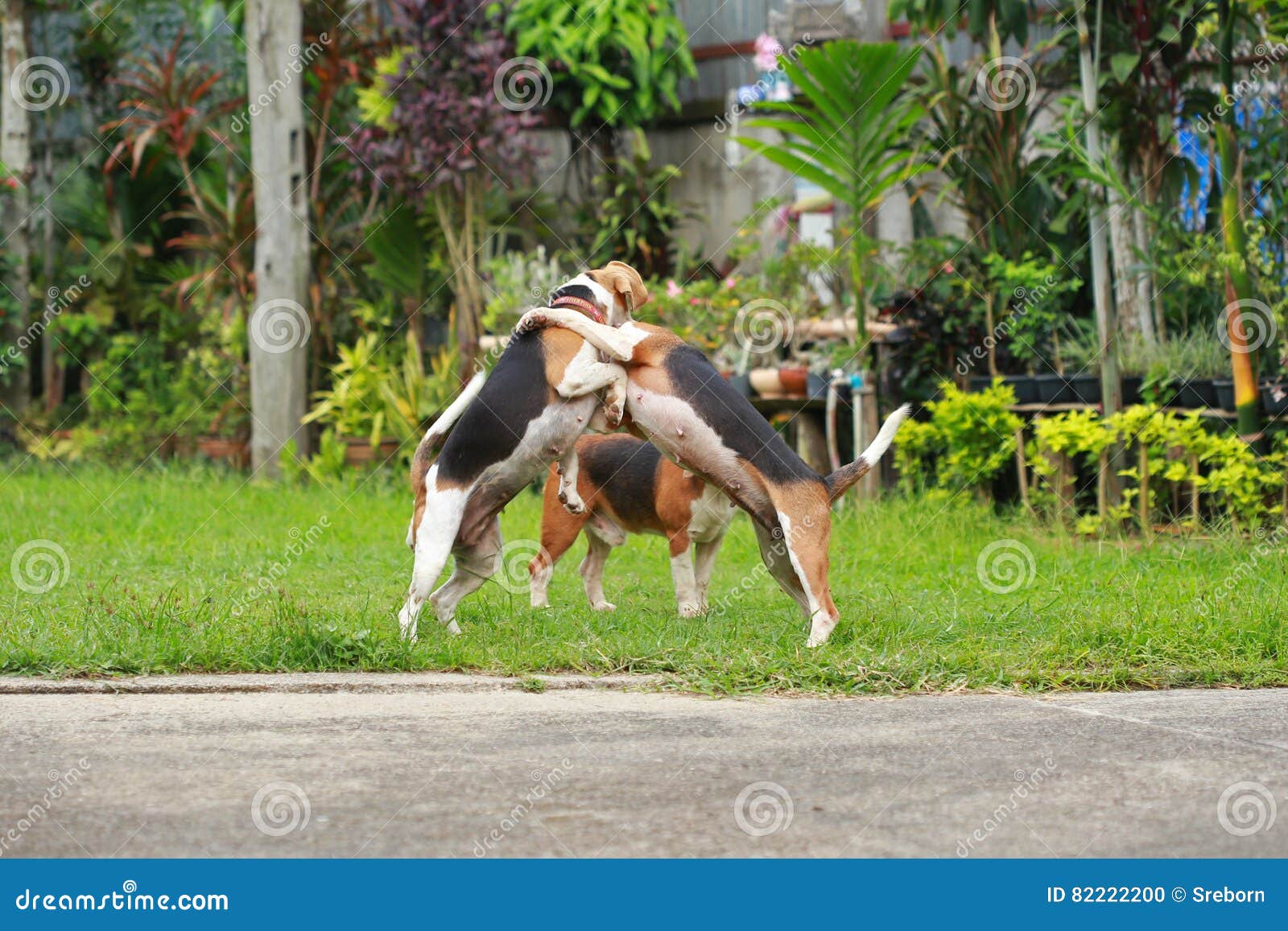 Happy Beagle Dogs Playing with Friends Stock Photo - Image of adorable ...
