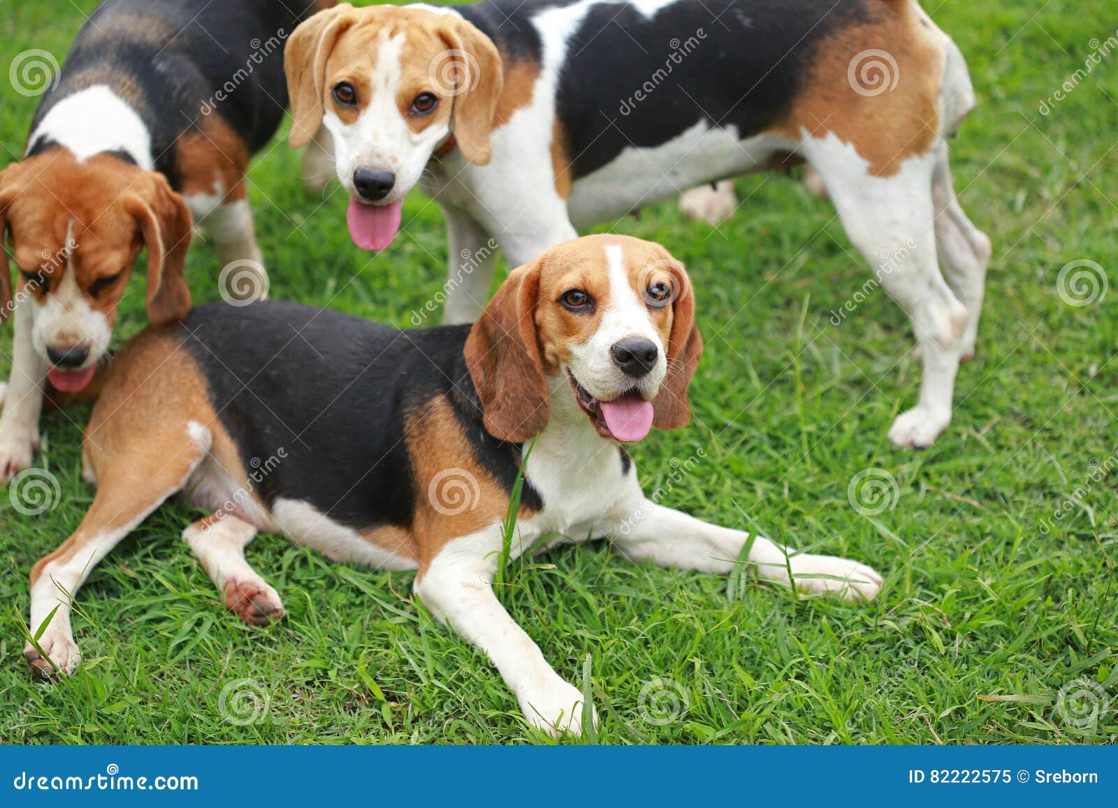 Happy beagle dogs playing stock image. Image of colored - 82222575