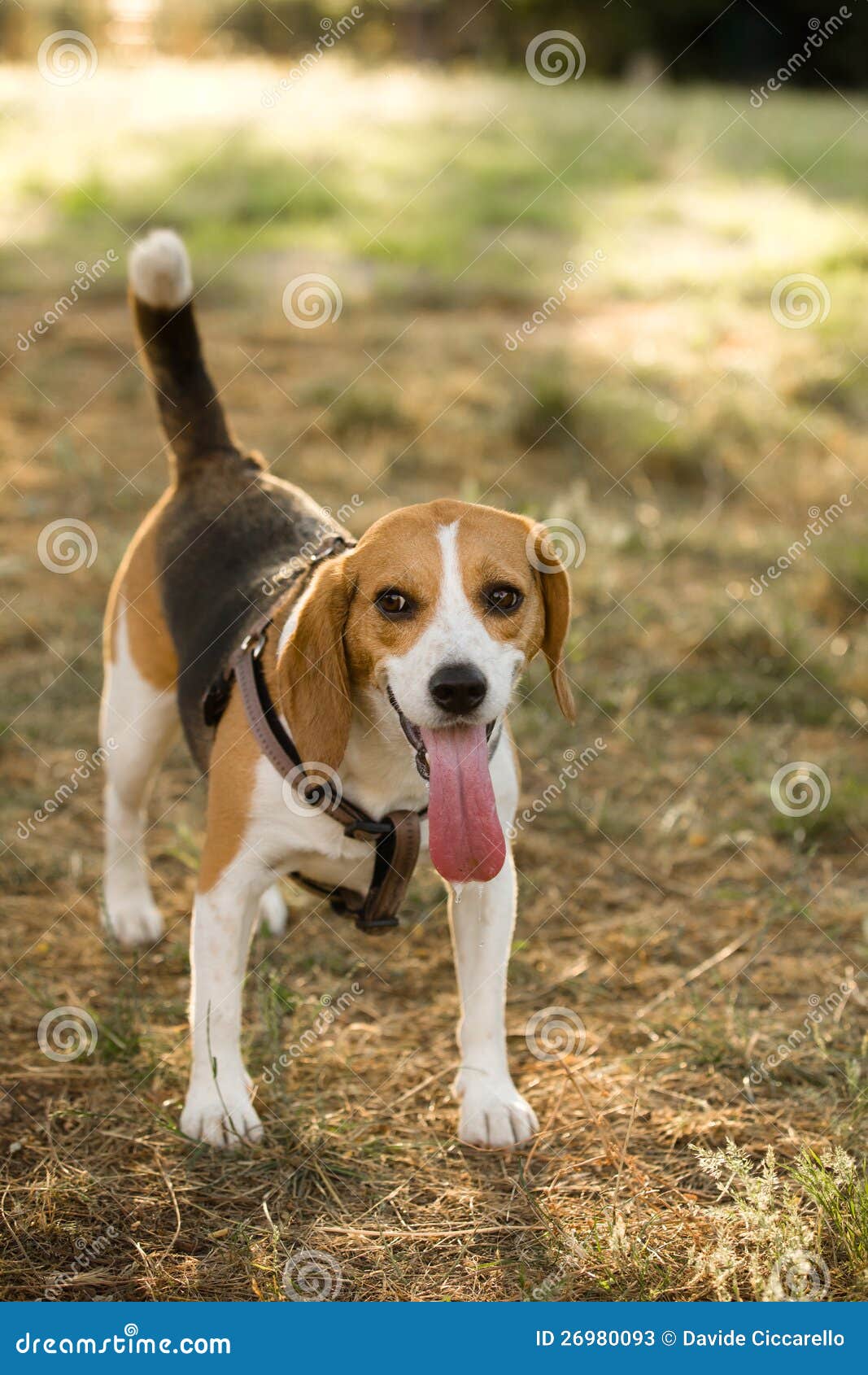 Happy Beagle with a Long Tongue Stock Image - Image of paws, mammal ...