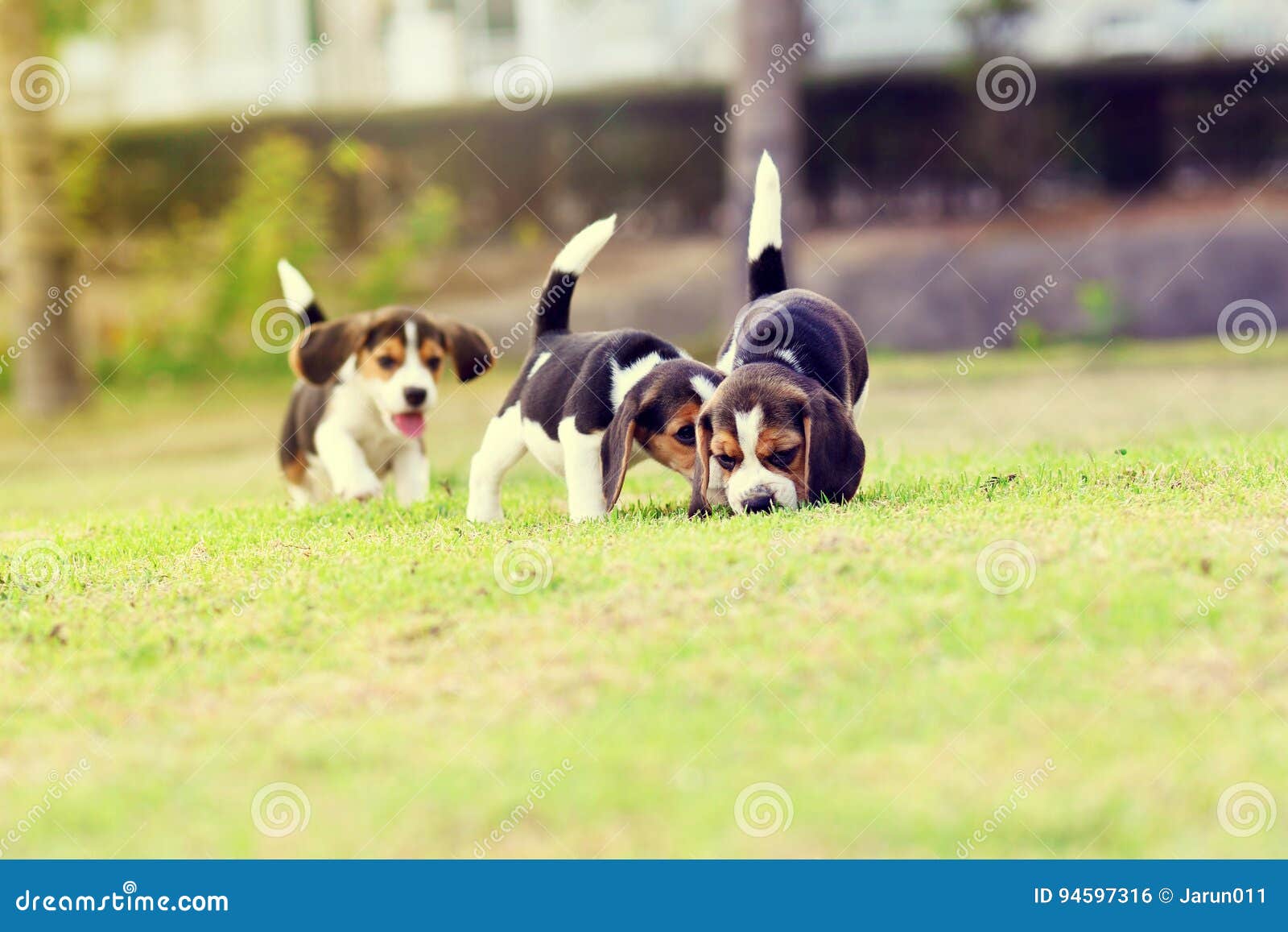 Happy Beagles stock photo. Image of field, pets, happiness - 94597316