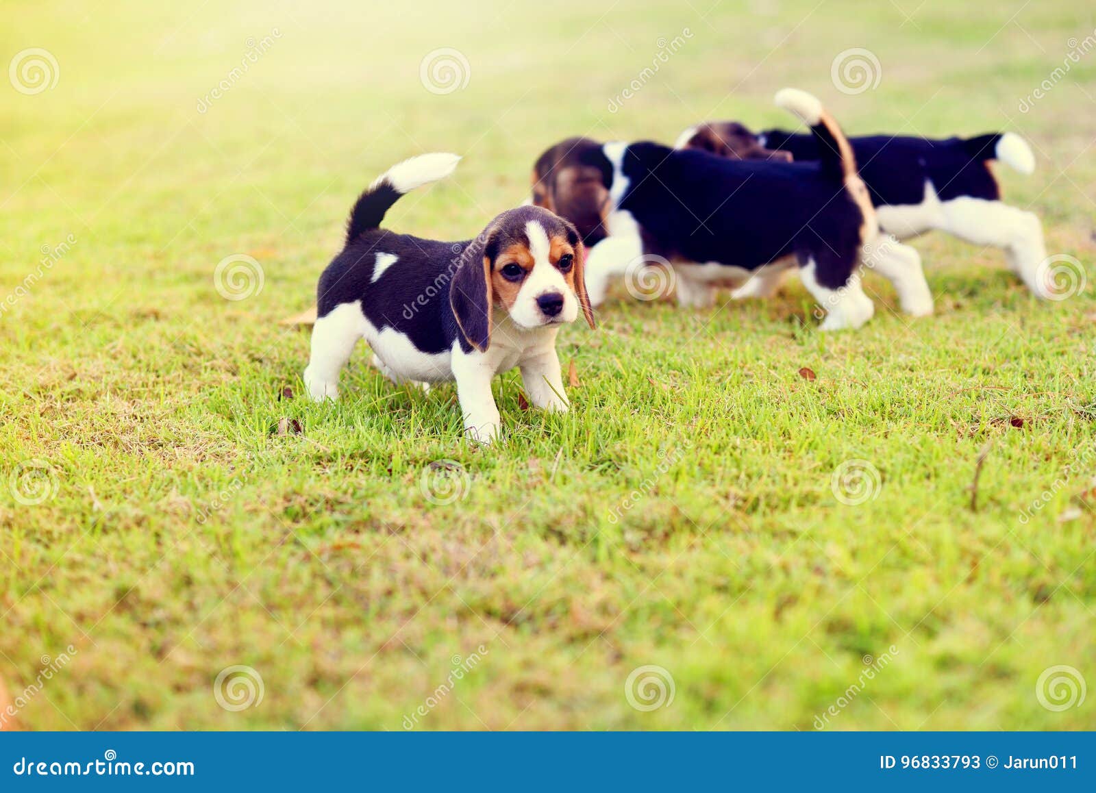 Happy Beagles stock image. Image of friendship, hunting - 96833793
