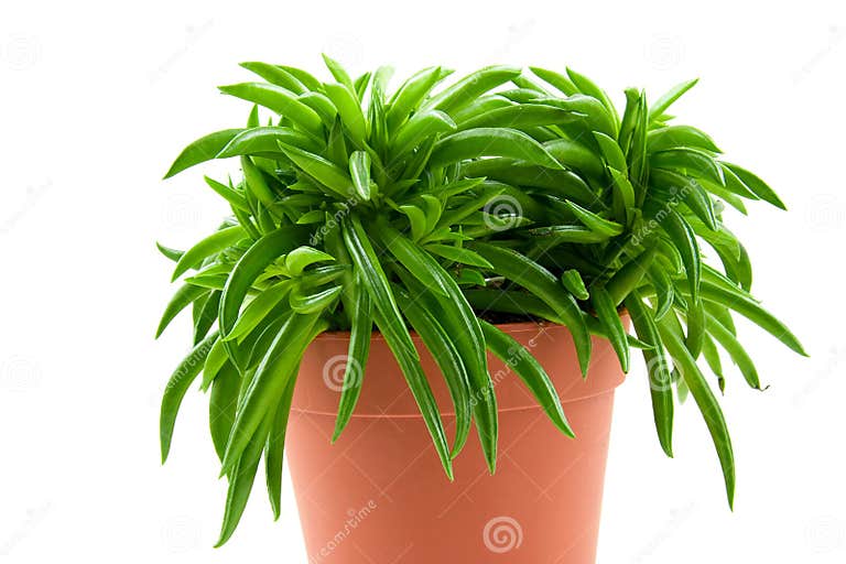 Happy bean plant stock image. Image of plant, decoration - 11808853