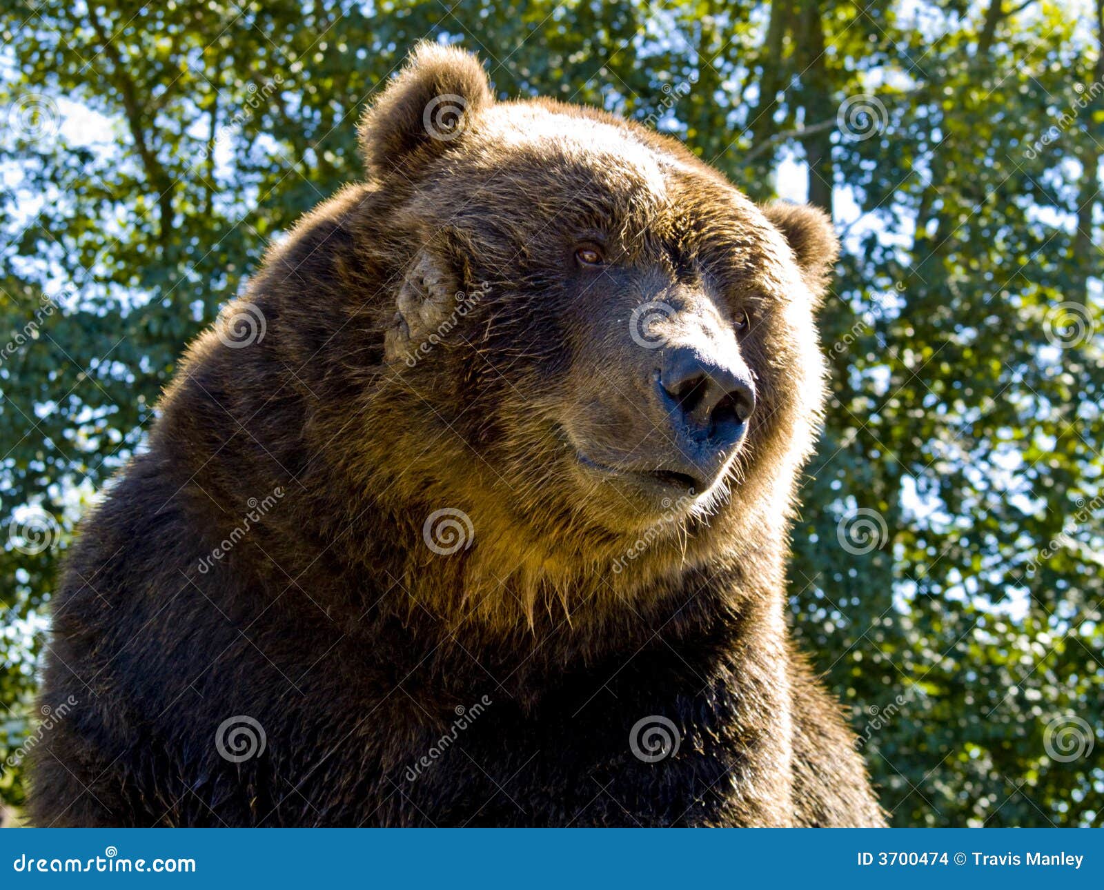 Happy Grizzly Bear