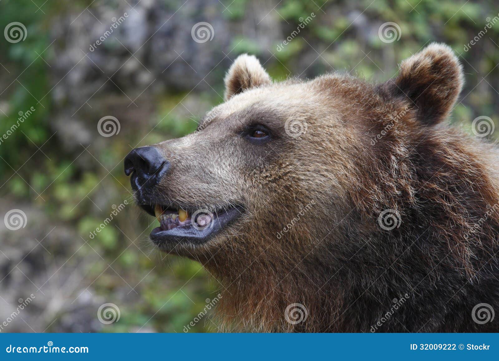 Happy bear stock photo. Image of head, relaxation, face - 32009222
