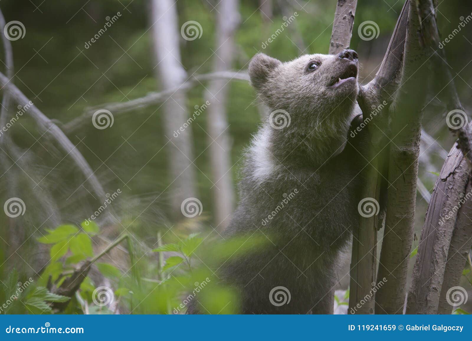 Happy Bear in Tree Looking Up Stock Image - Image of climb, bark: 119241659