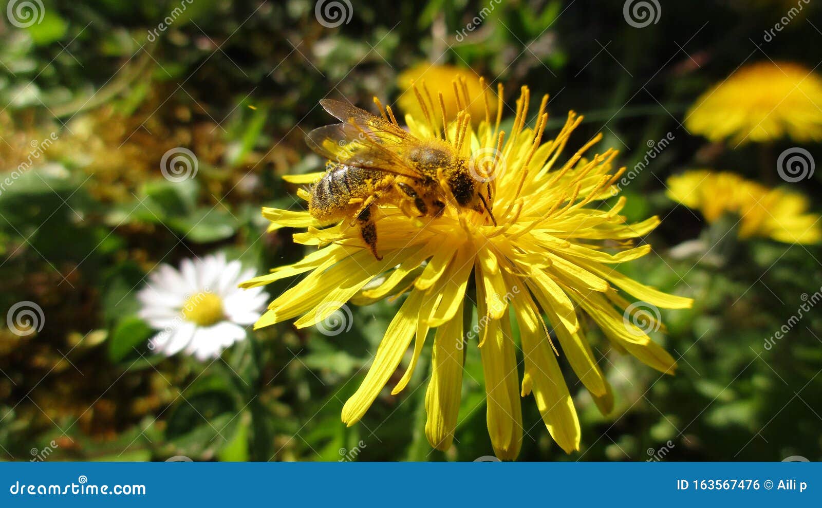 Happy Bee on Dandelion stock photo. Image of nature - 163567476