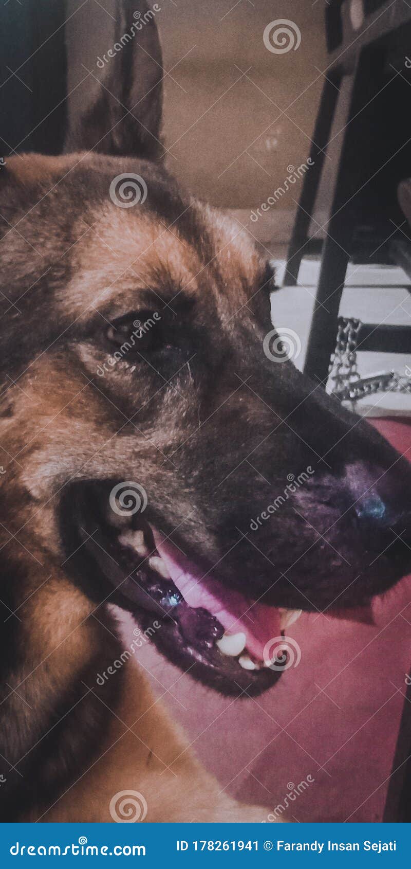 Happy Belgian Malinois Dog Smile on His Face Stock Image - Image of ...