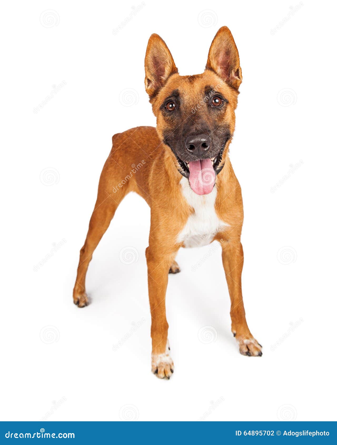 Happy Belgian Shepherd Crossbreed Dog Standing Stock Photo - Image of ...