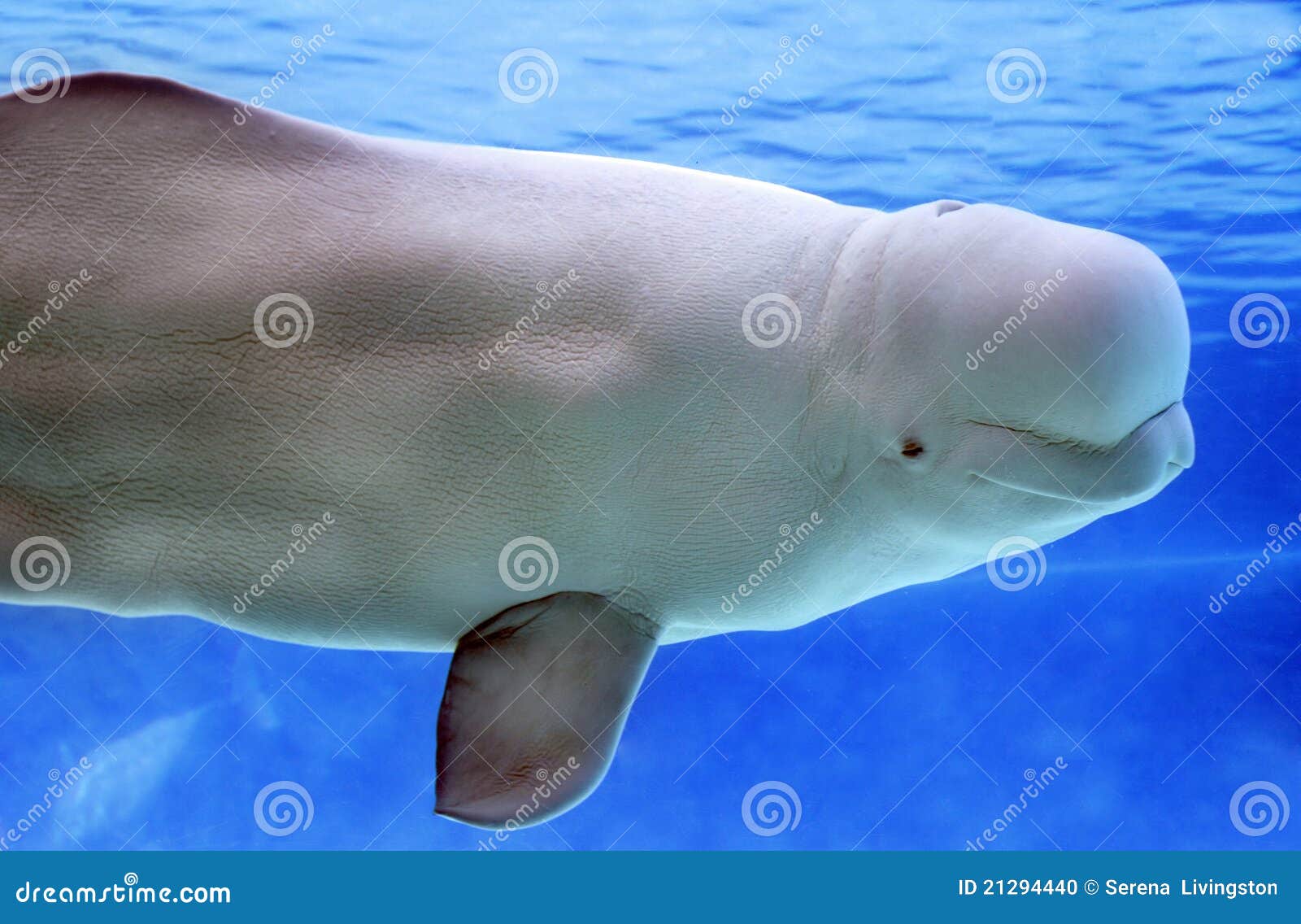 Happy Beluga Whale stock photo. Image of perform, mammal - 21294440