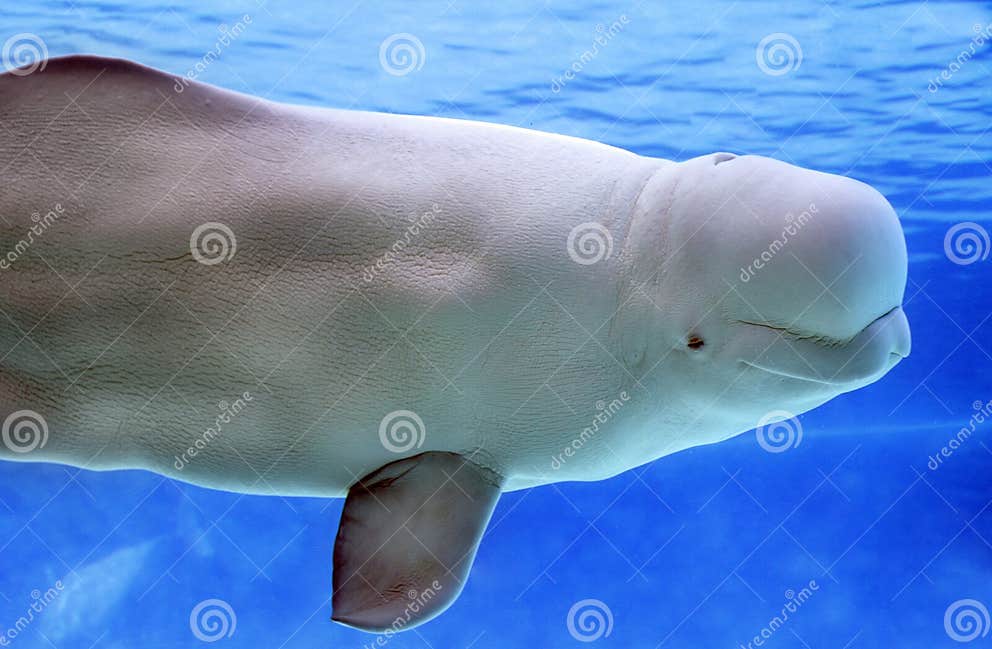Happy Beluga Whale stock photo. Image of perform, mammal - 21294440