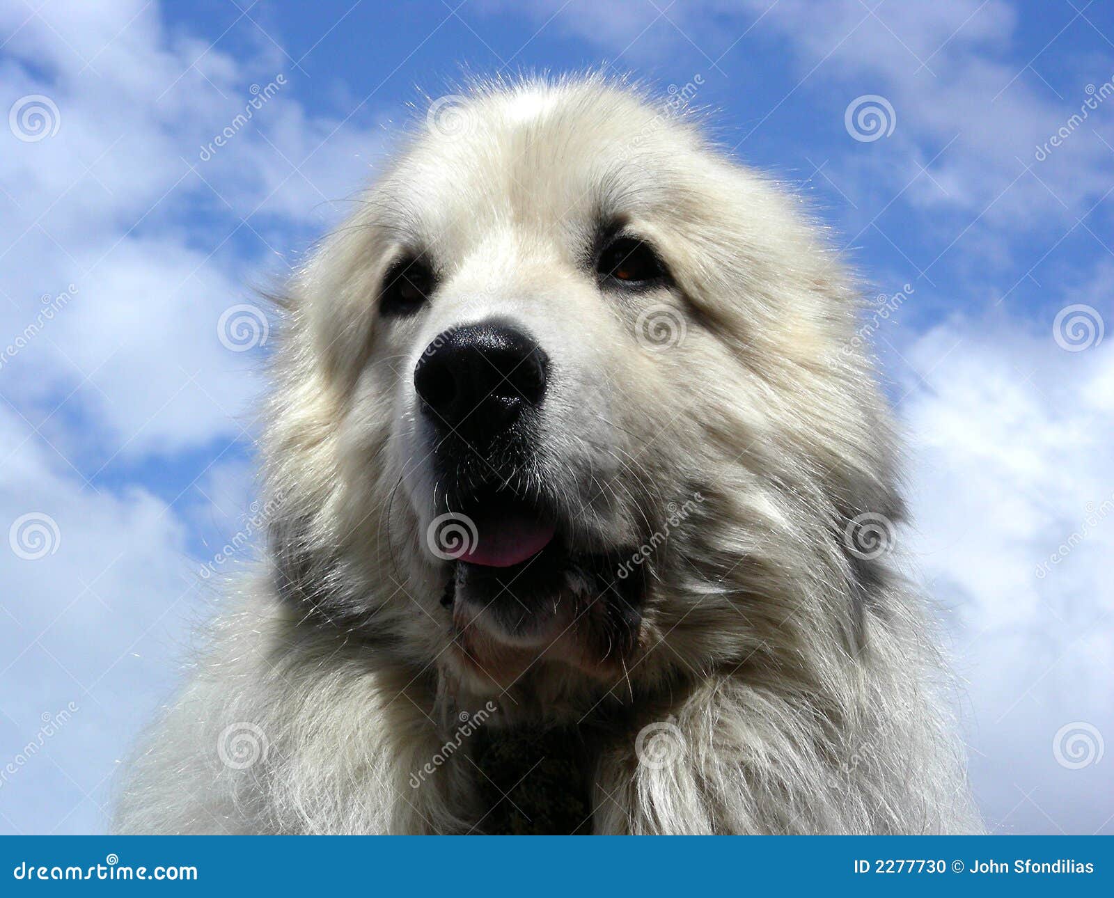 Happy Big Dog stock photo. Image of mastiff, fuzzy, canine - 2277730