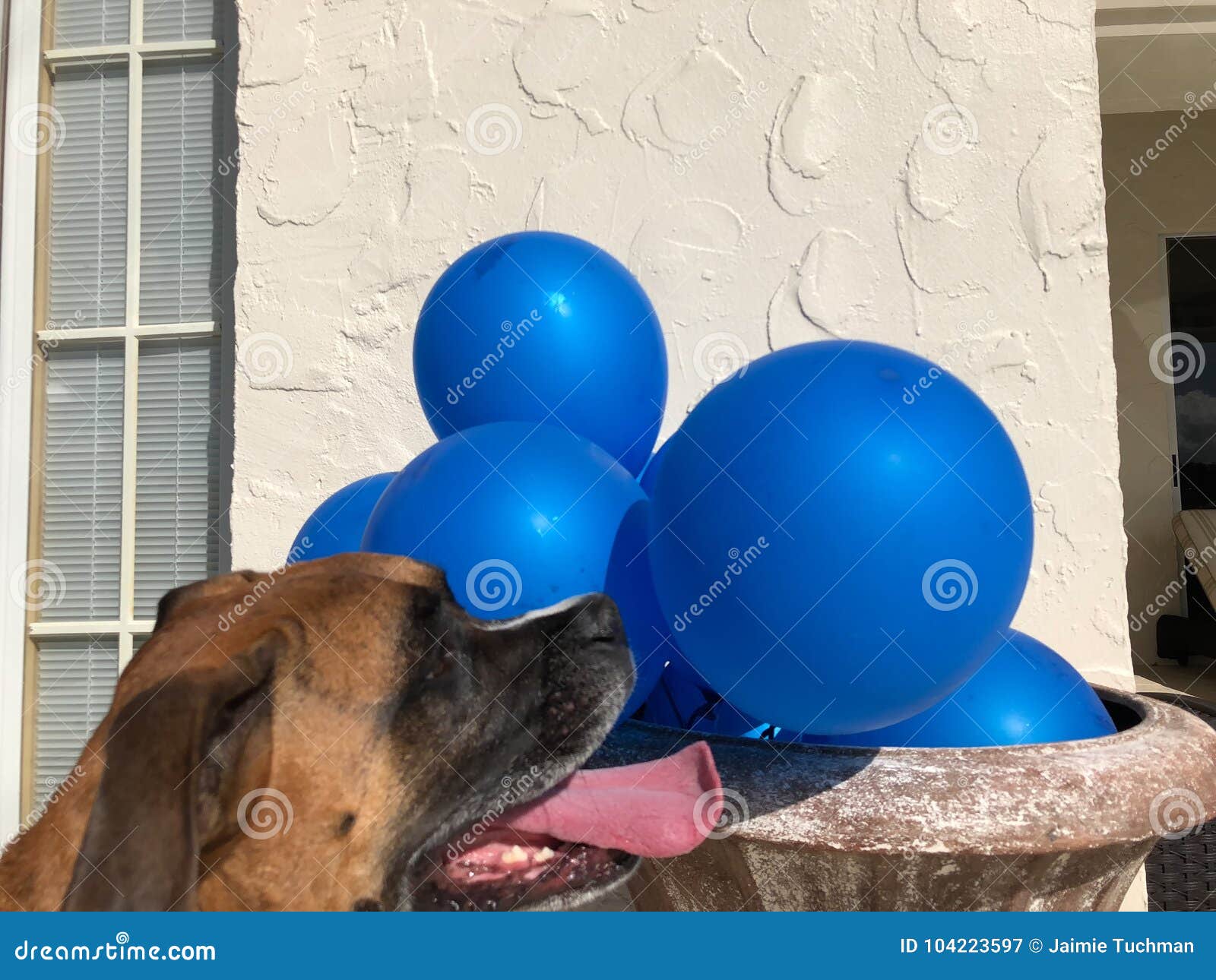 Happy Big Dog Plays with a Balloon Stock Image - Image of brindle ...