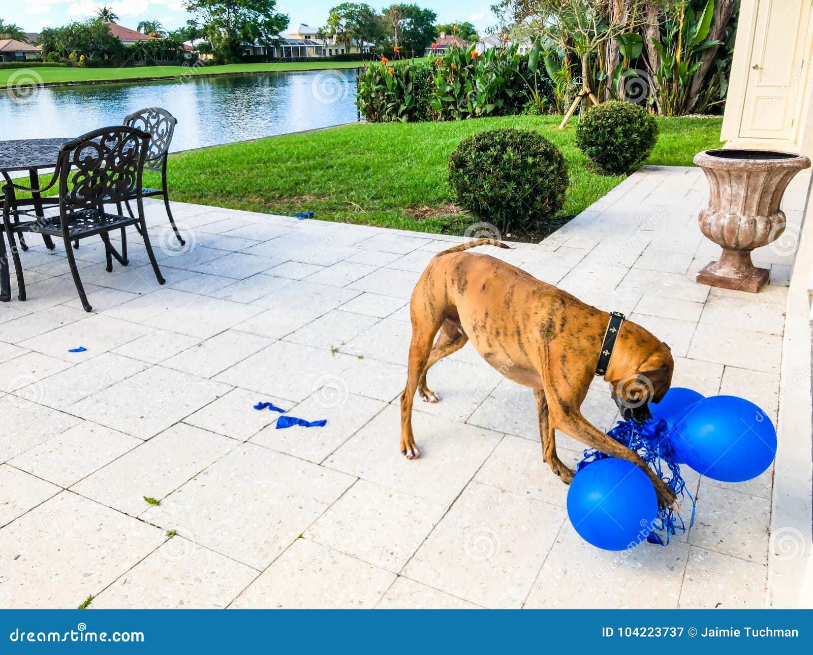 Happy Big Dog Plays with a Balloon Stock Image - Image of cheerful ...