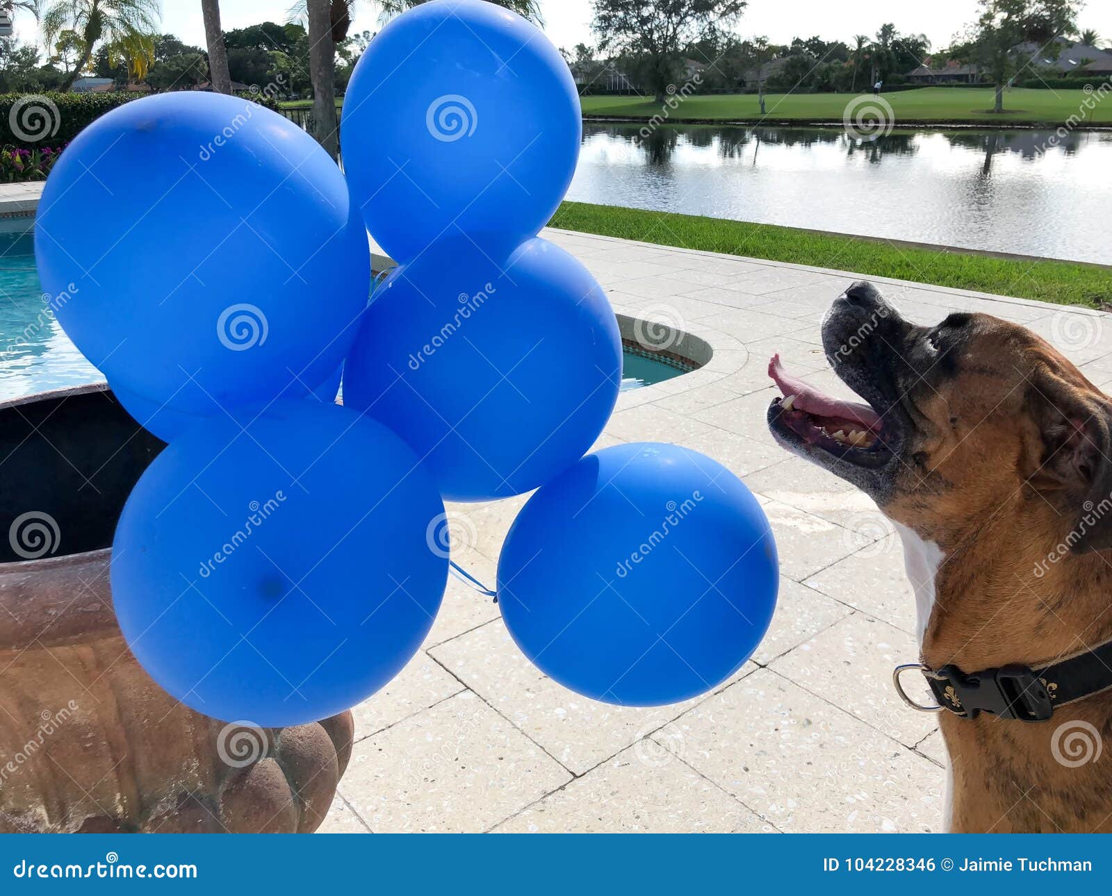 Happy Big Dog Plays with a Balloon Stock Photo - Image of little ...