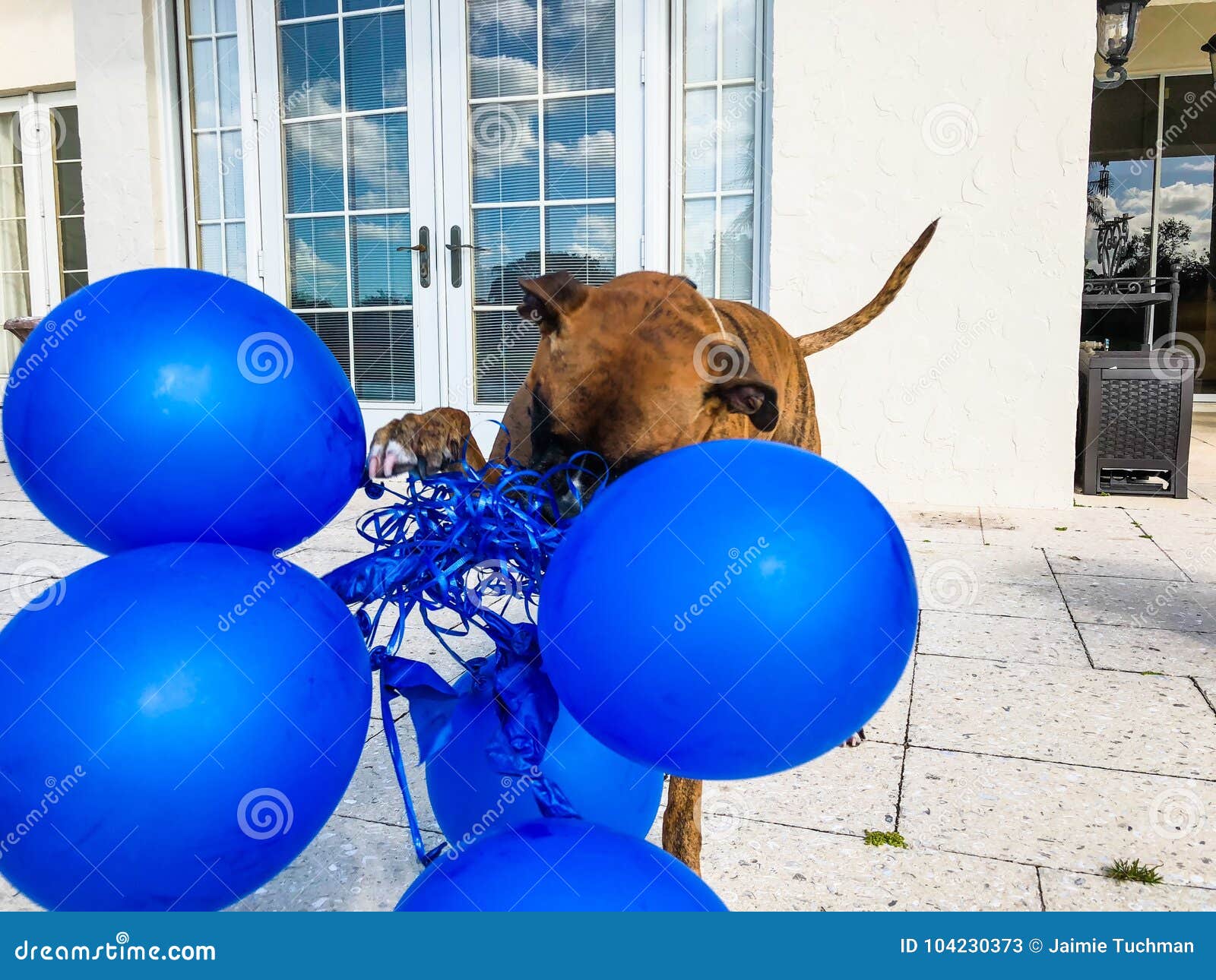 Happy Big Dog Plays with a Balloon Stock Image - Image of brindle ...
