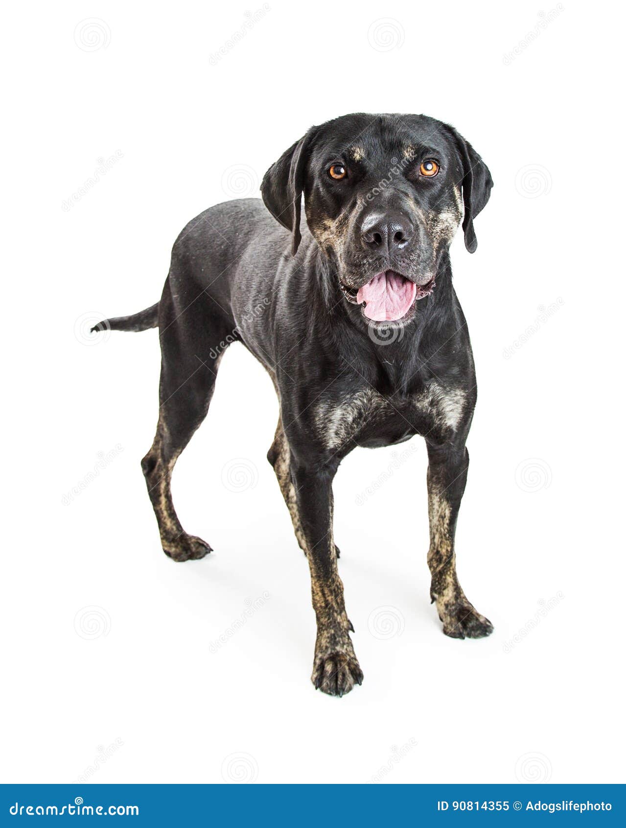 Happy Big Dog Standing on White Stock Image - Image of crossbreed ...