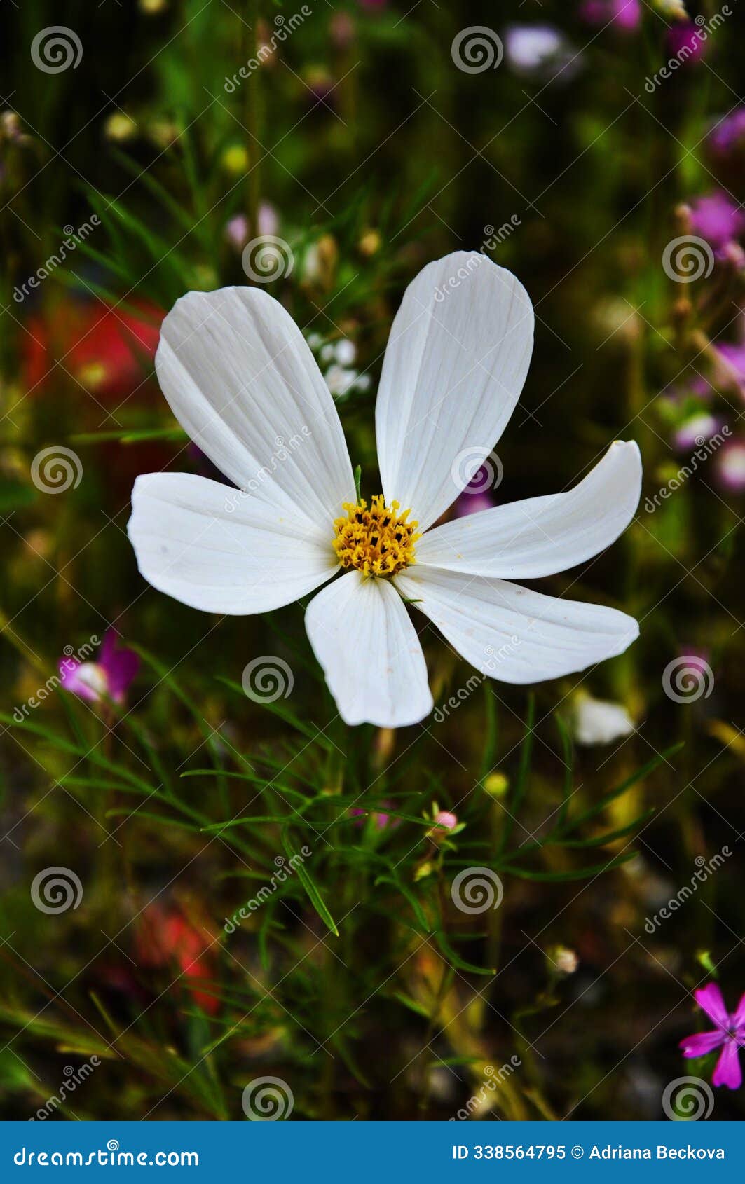 Happy Birthday Card Background Stock Image - Image of petal, wildflower ...